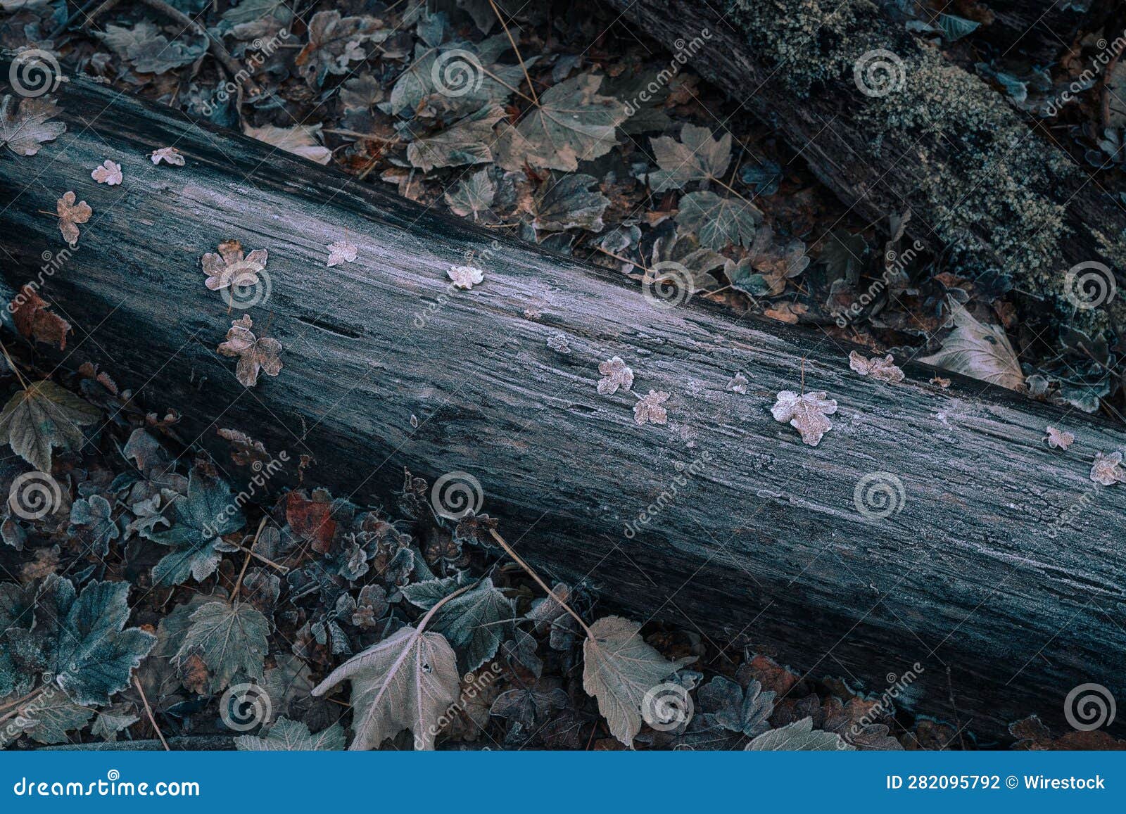 Large Fallen Tree Log Resting on the Ground in a Forested Area Stock ...