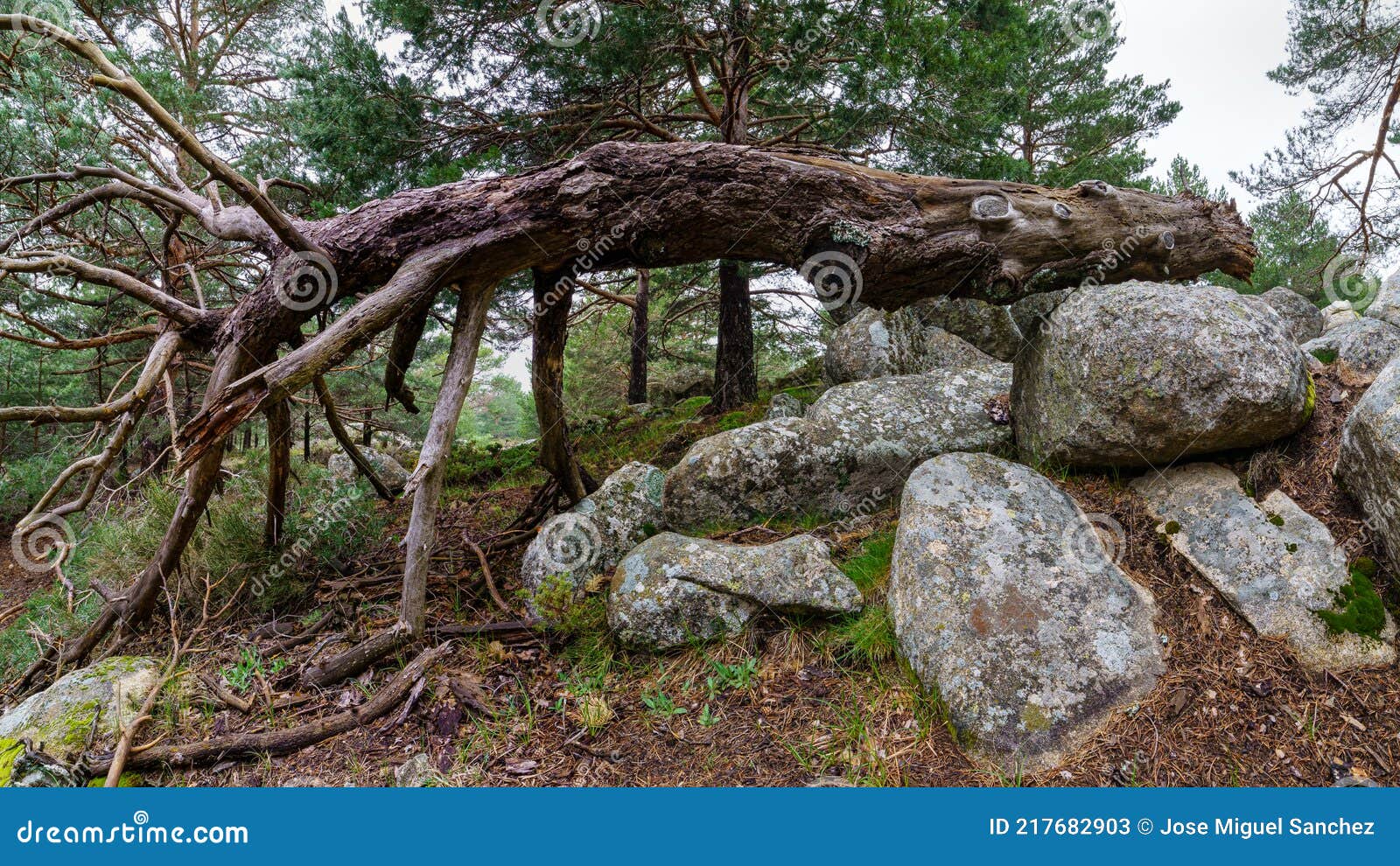 Large Fallen Tree in the Middle of the Forest between Large Stones and ...