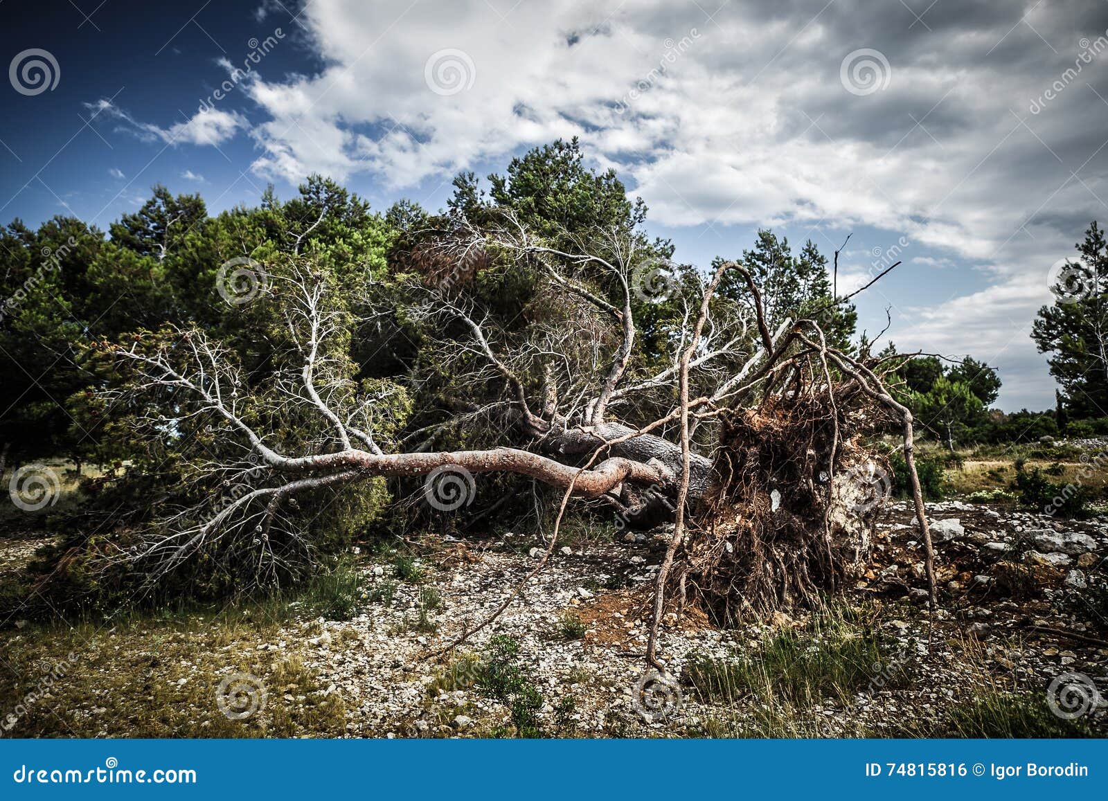 Large fallen tree stock photo. Image of plant, brown - 74815816