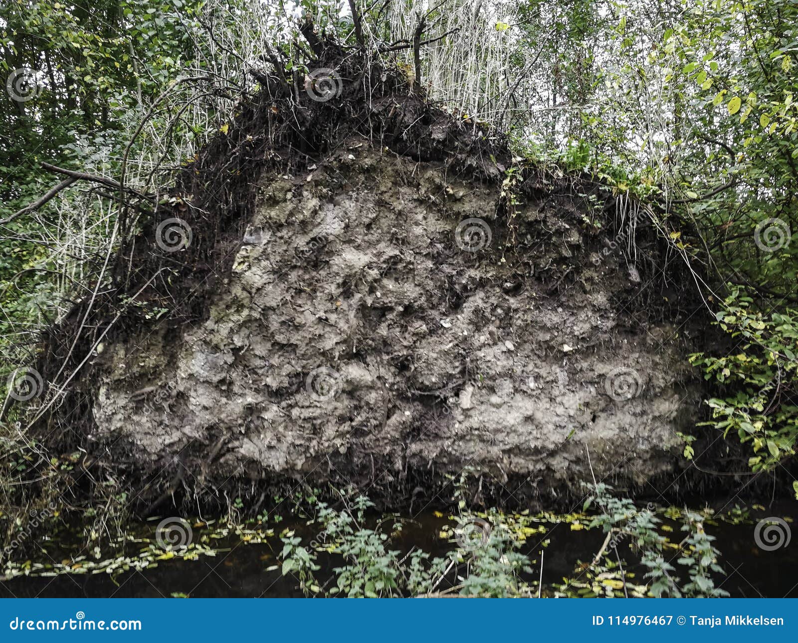 Large Fallen Tree With Upturned Roots In The Forest Stock Photo ...