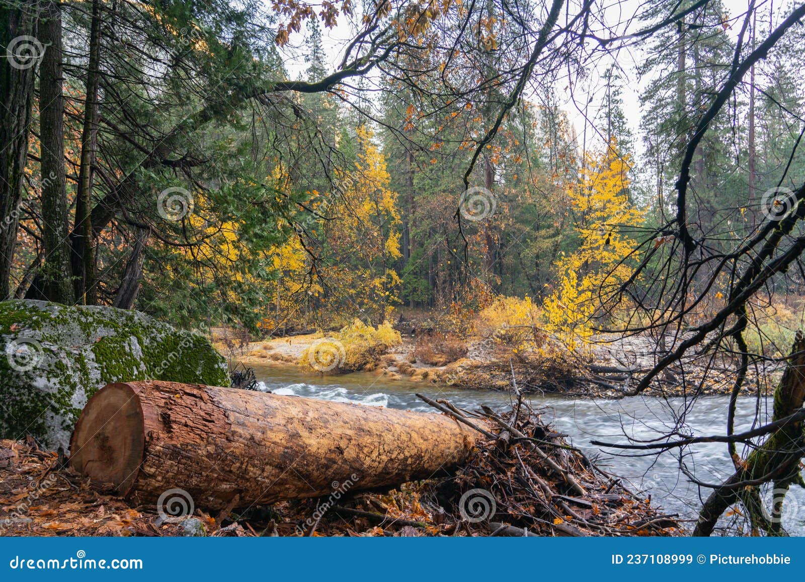 Large Fallen Tree on the Side of the Riser among Fall Color Leafs Stock ...