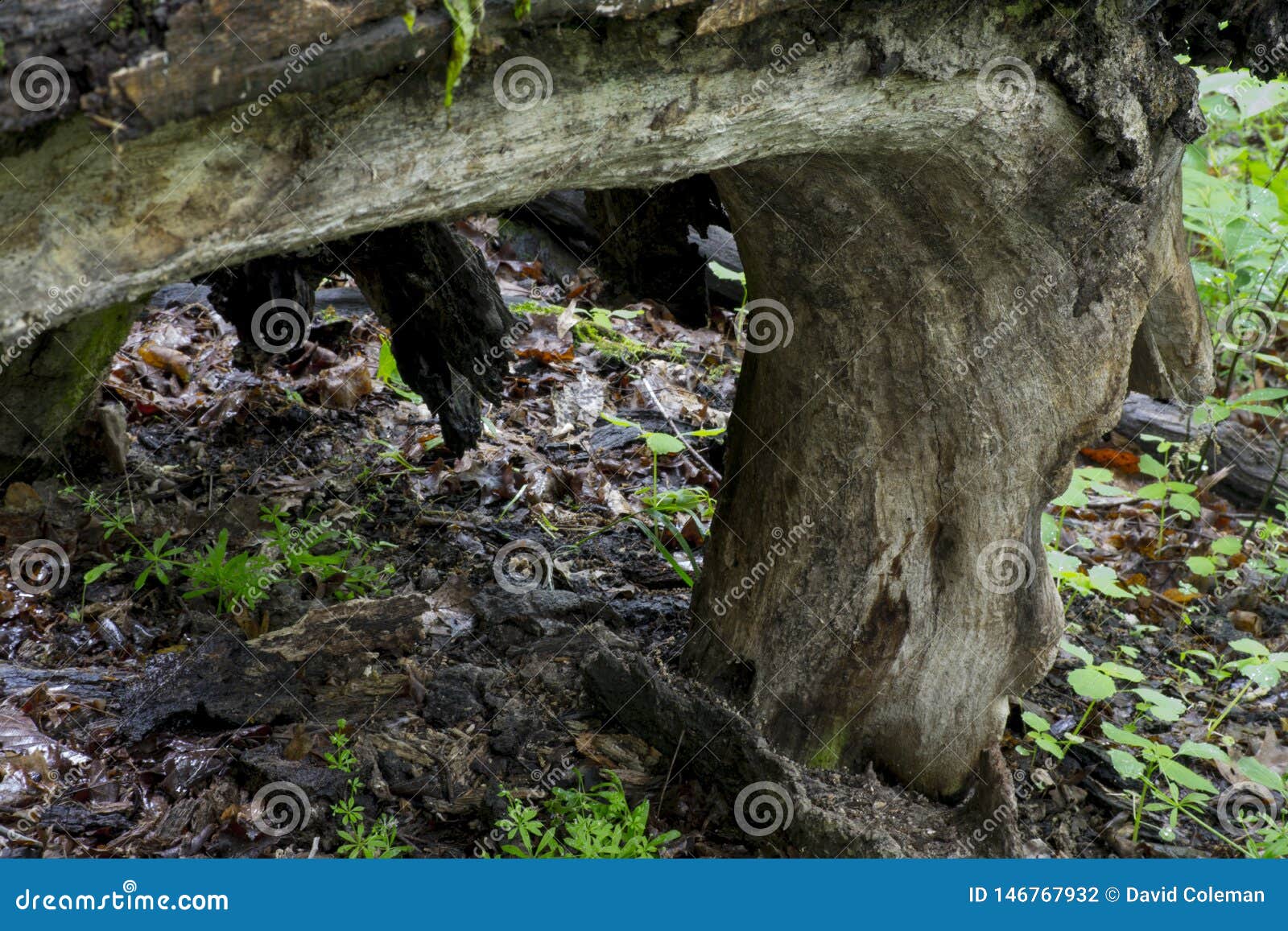 Large Fallen Tree N the Forest Stock Photo - Image of trees, moss ...