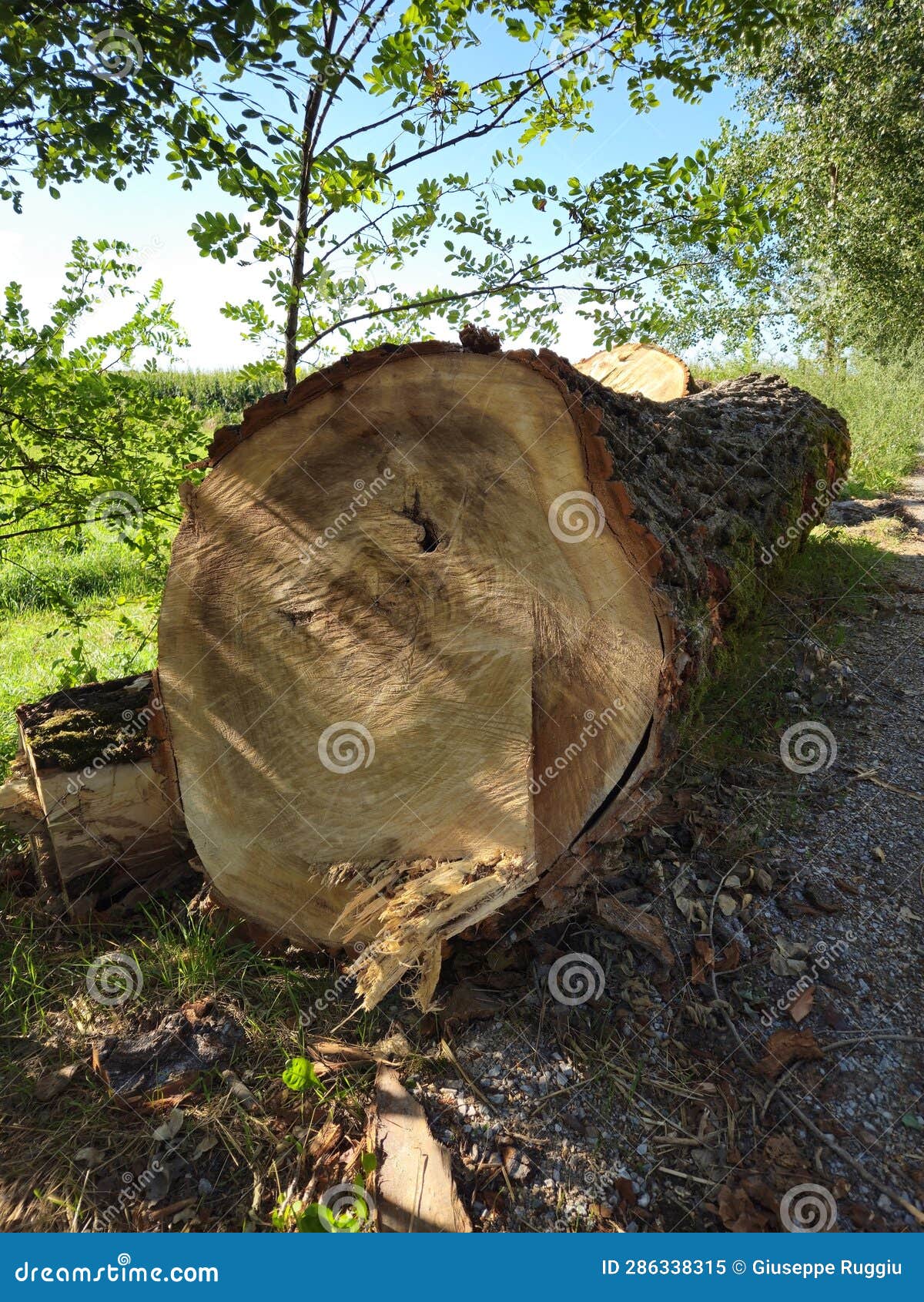Large fallen tree trunk stock image. Image of plant - 286338315