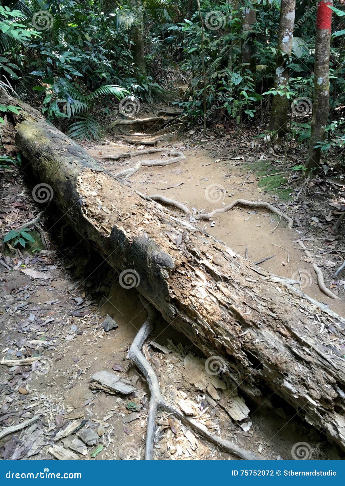 Large Fallen Tree Trunk in a Jungle Trekking Path Stock Photo - Image ...
