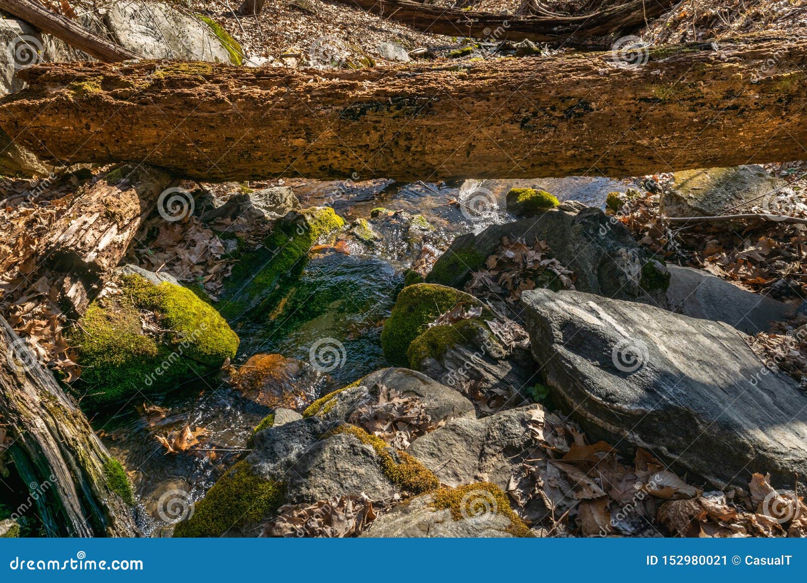A Large Fallen Tree Trunk Spanning a Small Brook with Moss-covered ...