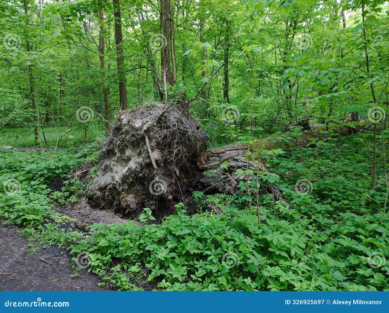 Large Fallen Tree with Upturned Roots in the Forest Stock Image - Image ...