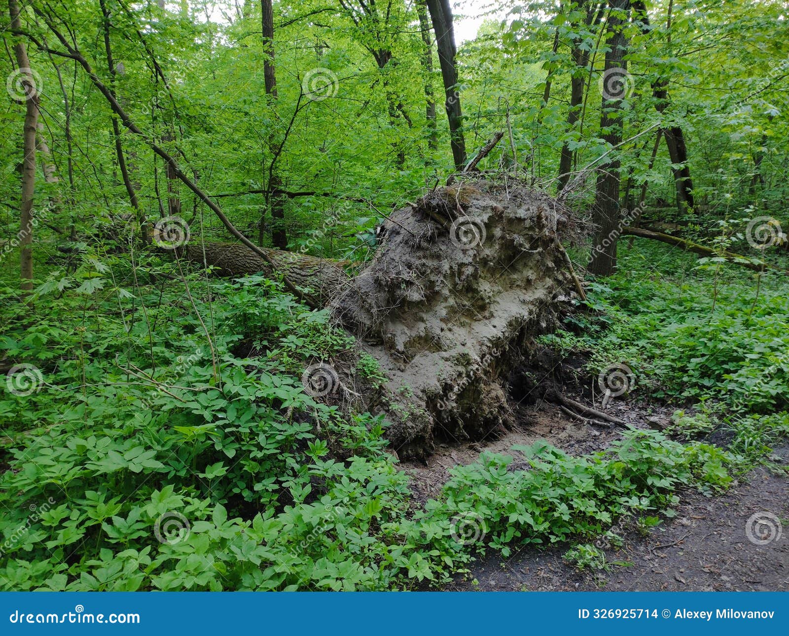 Large Fallen Tree With Upturned Roots In The Forest Stock Photo ...