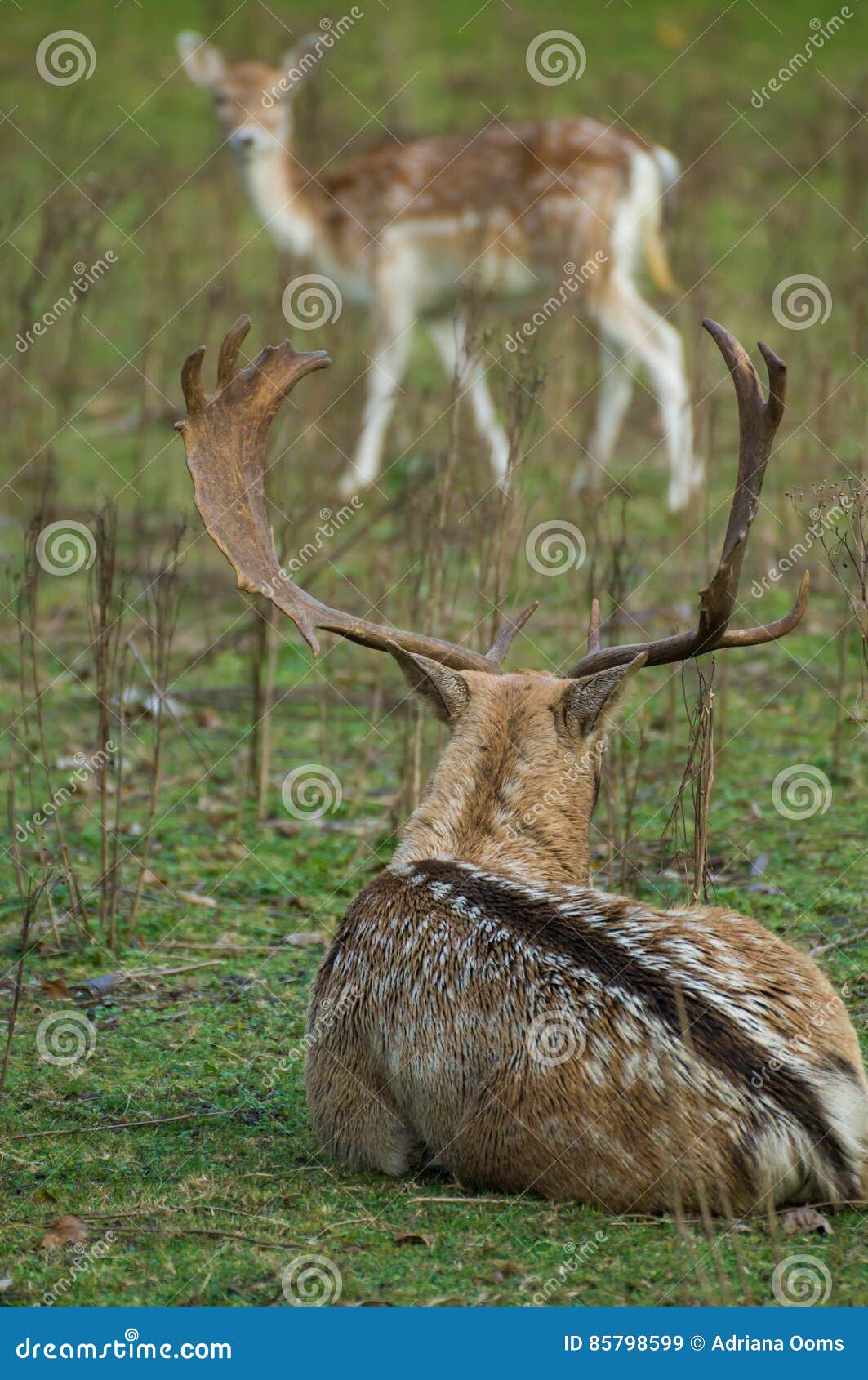 Large fallow deer buck stock image. Image of nature, wild - 85798599