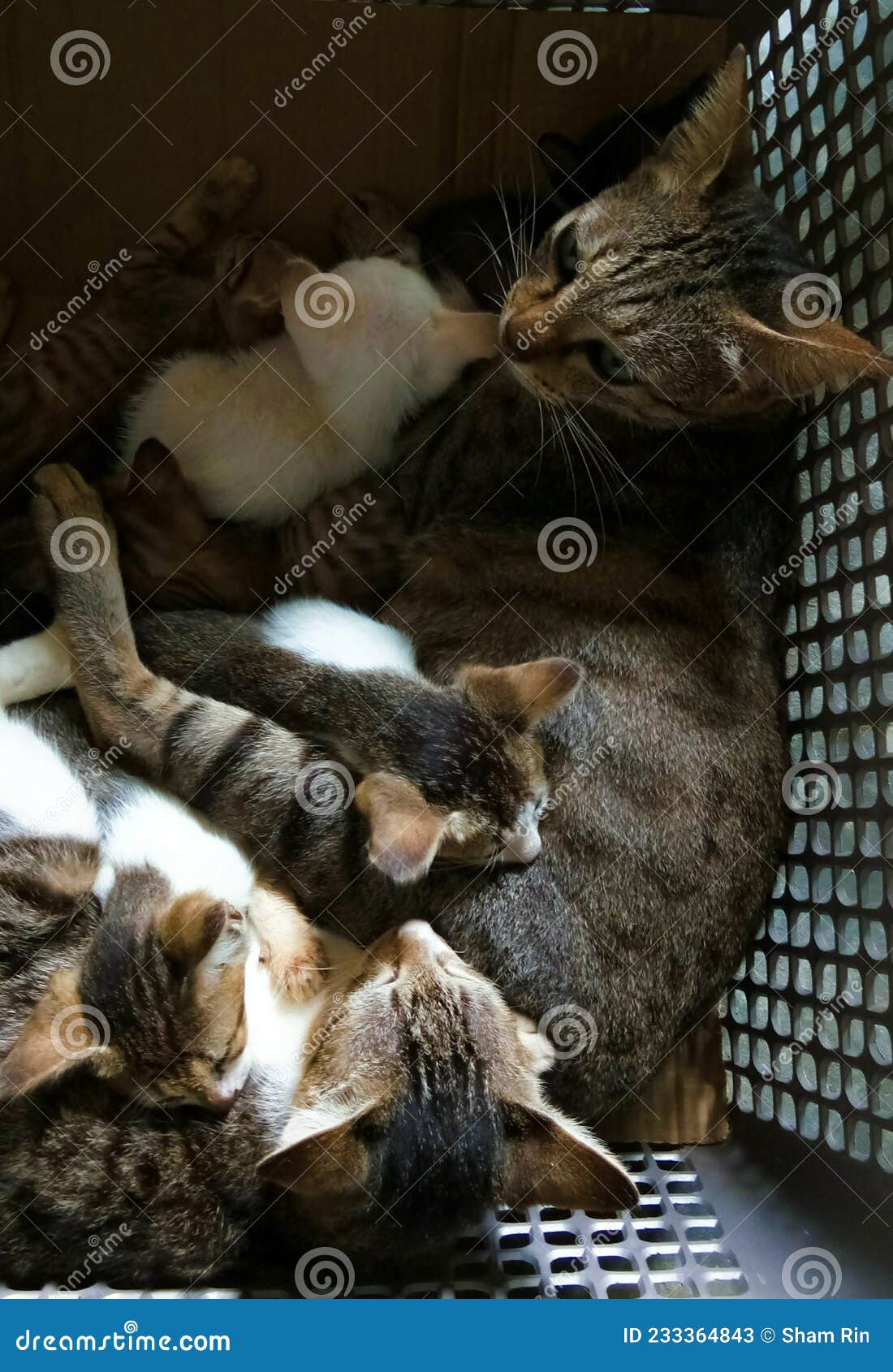 A large family of cats stock image. Image of family - 233364843