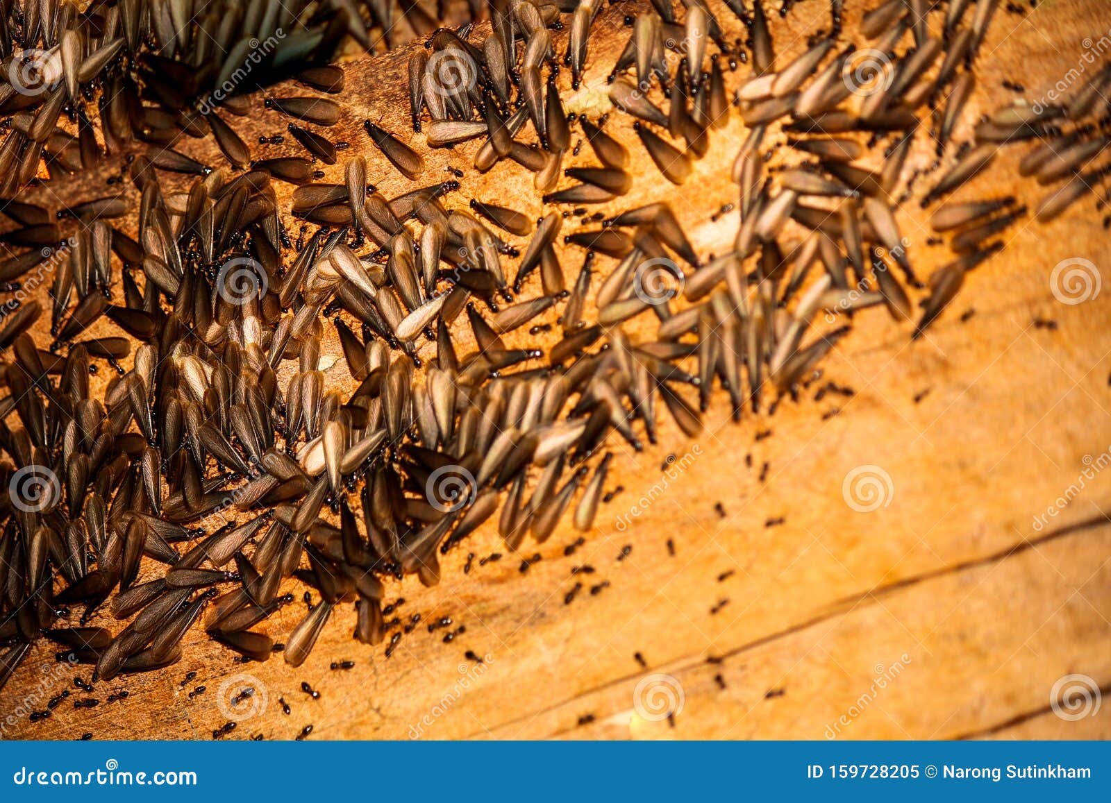 Termite Nest Stock Photos - Download 1,488 Royalty Free Photos