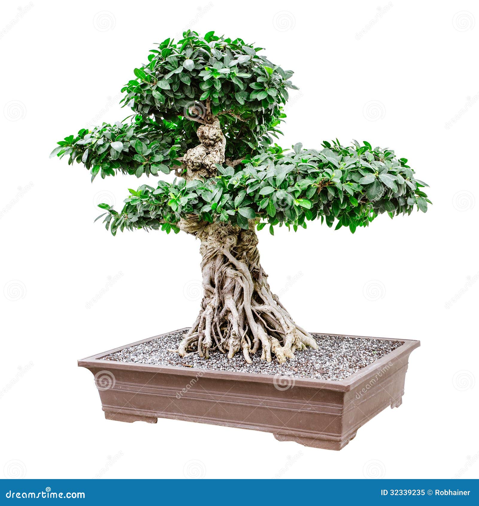 Large, fancy bonsai tree stock image. Image of cultivated - 32339235