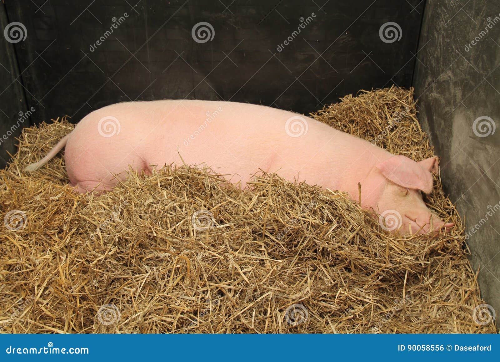 Large Farm Pig. stock photo. Image of farming, barn, swine - 90058556