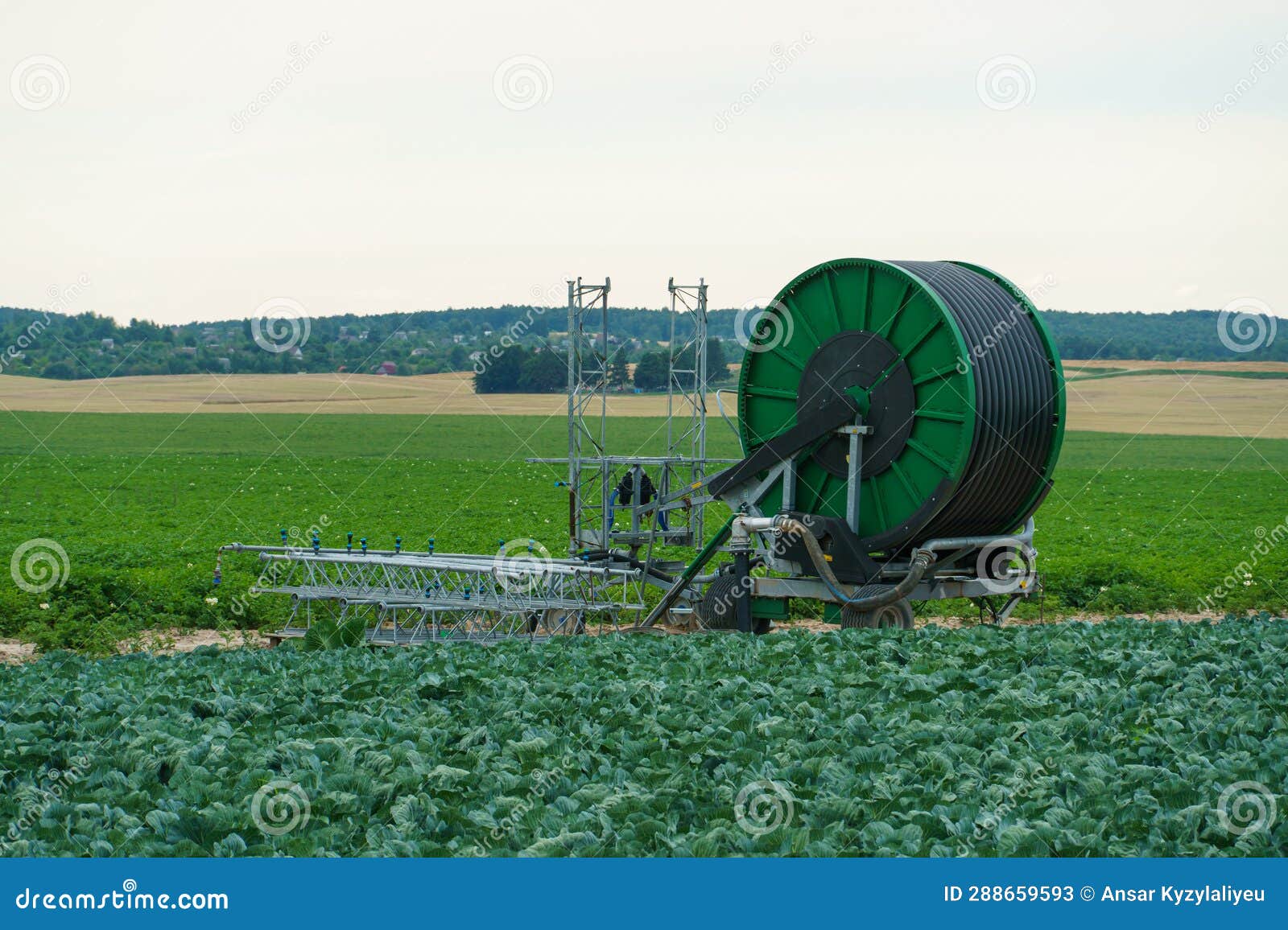 A Large Farmer S Field with Cabbage. Irrigation and Irrigation System ...