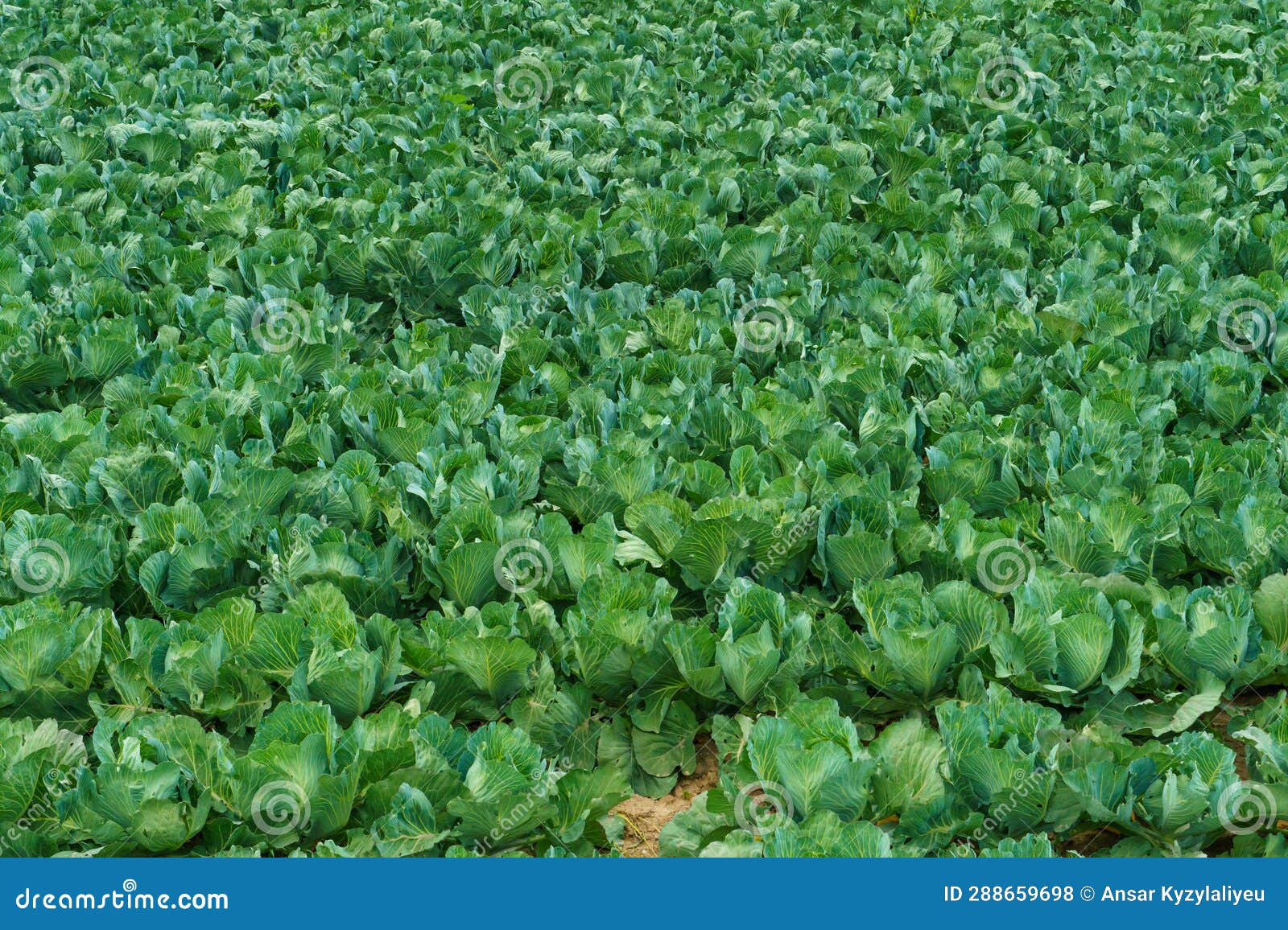 A Large Farmer S Field with Cabbage. Irrigation and Irrigation System ...