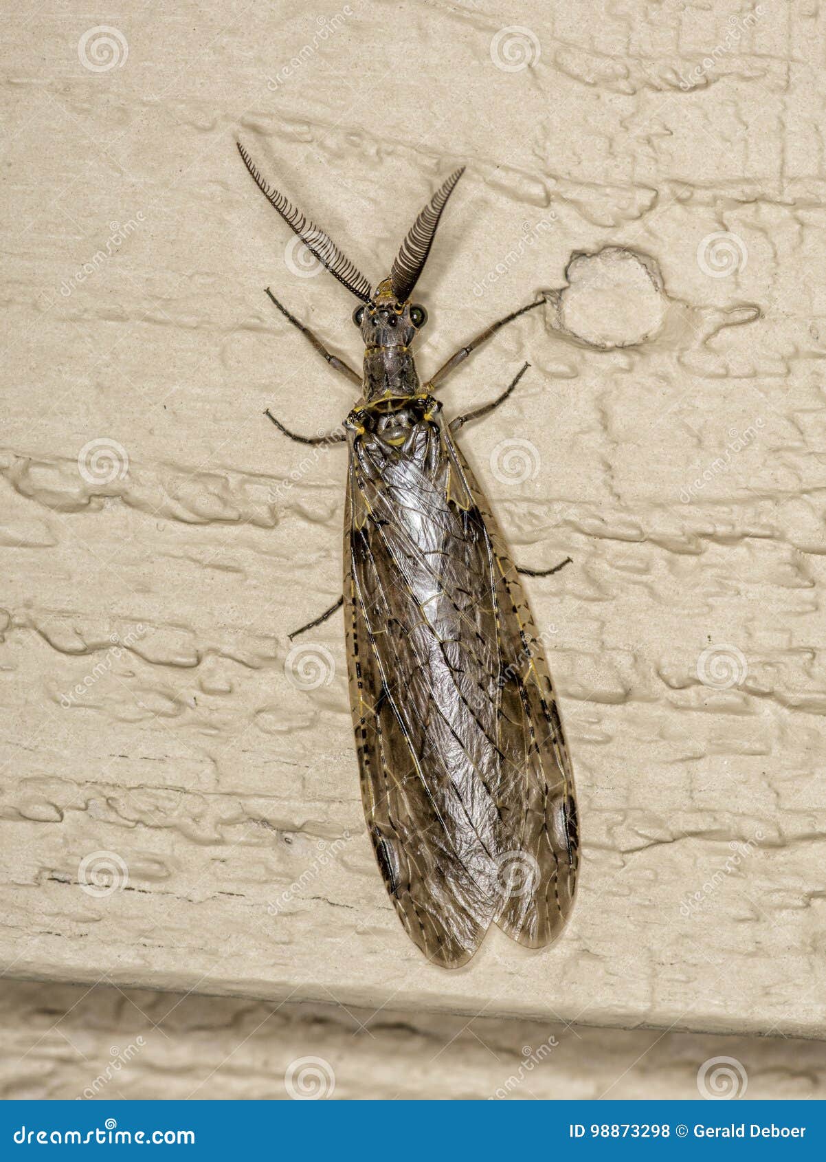 Fishfly stock photo. Image of nature, environment, entomology - 98873298