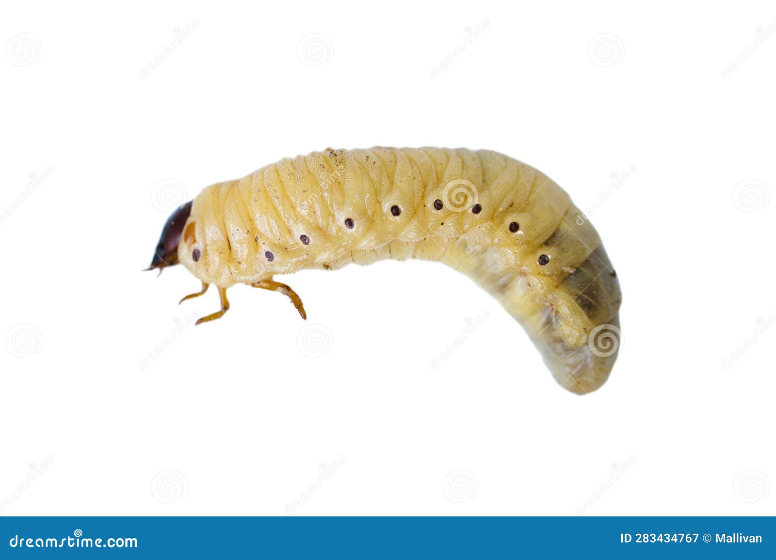 Large Fat Larva of the Maybug Isolated on White Background Stock Image ...
