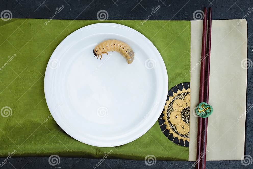 Large Fat Larva of the Maybug on White Plate Stock Image - Image of ...