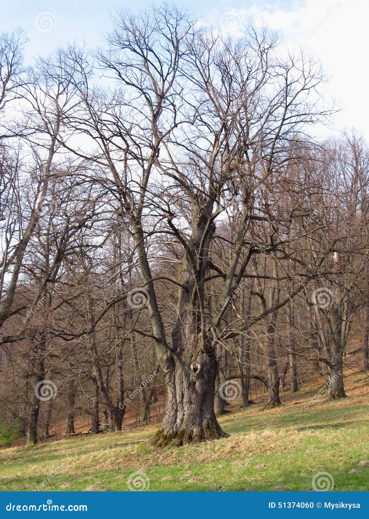 Large fat tree stock photo. Image of grow, wilderness - 51374060