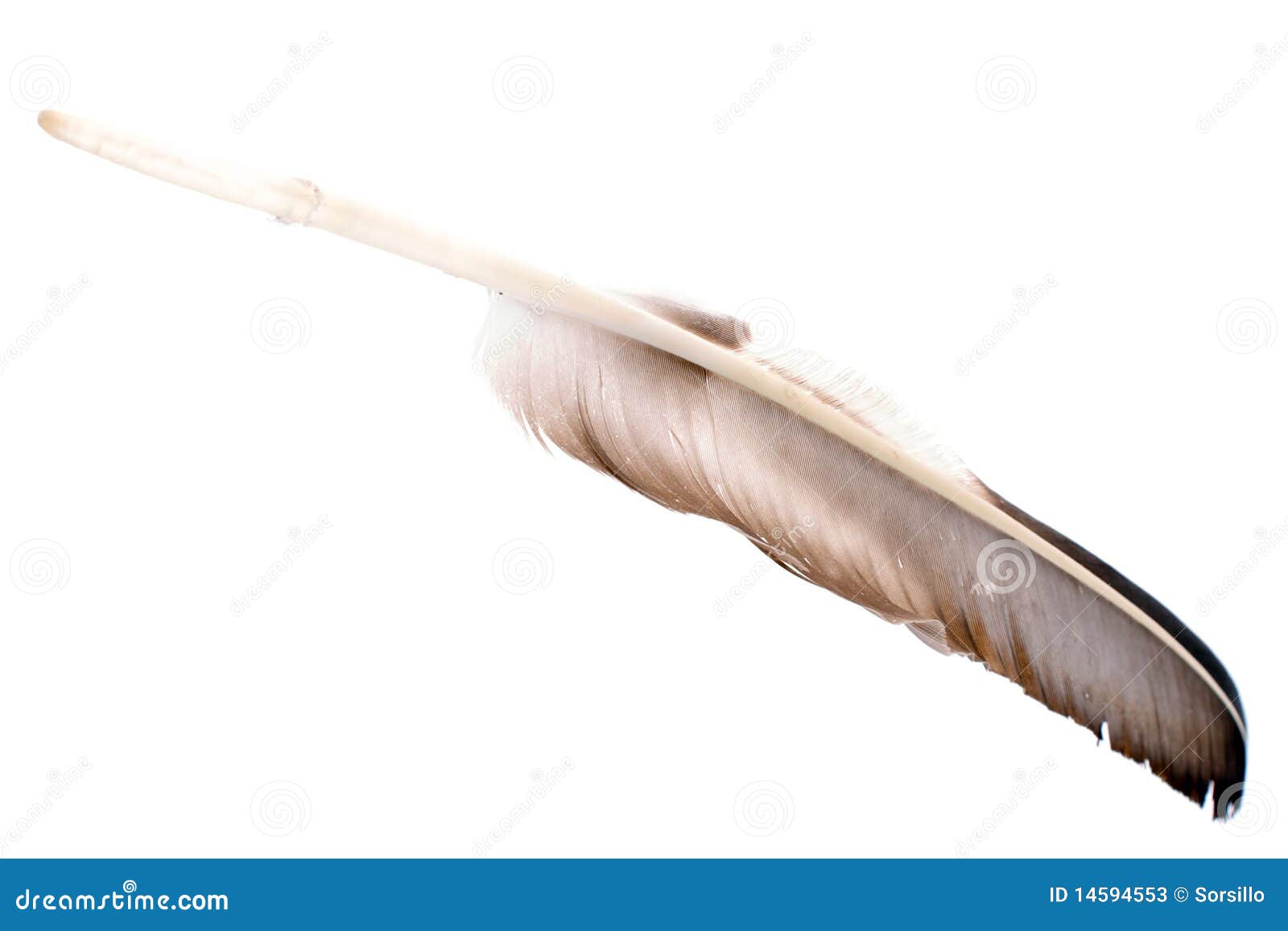 Large feather isolated stock image. Image of white, bird - 14594553