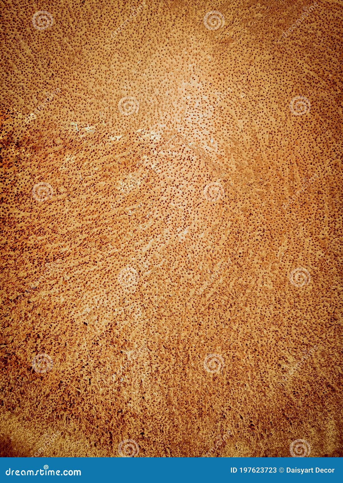 Large Felled Palm Tree Log in the Foreground. Texture Stock Image ...