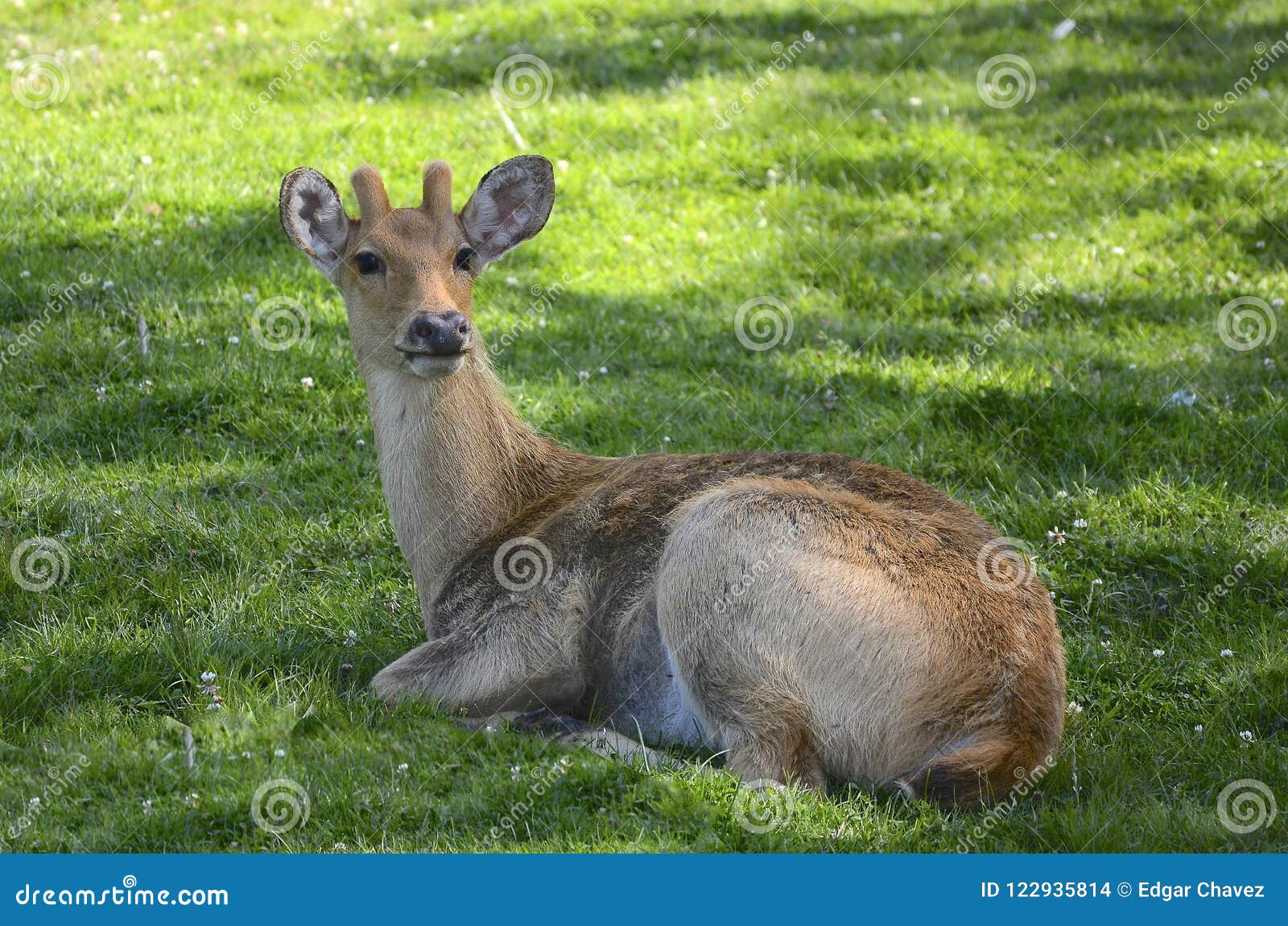 Large Female Deer Resting on the Grass Stock Photo - Image of taking ...
