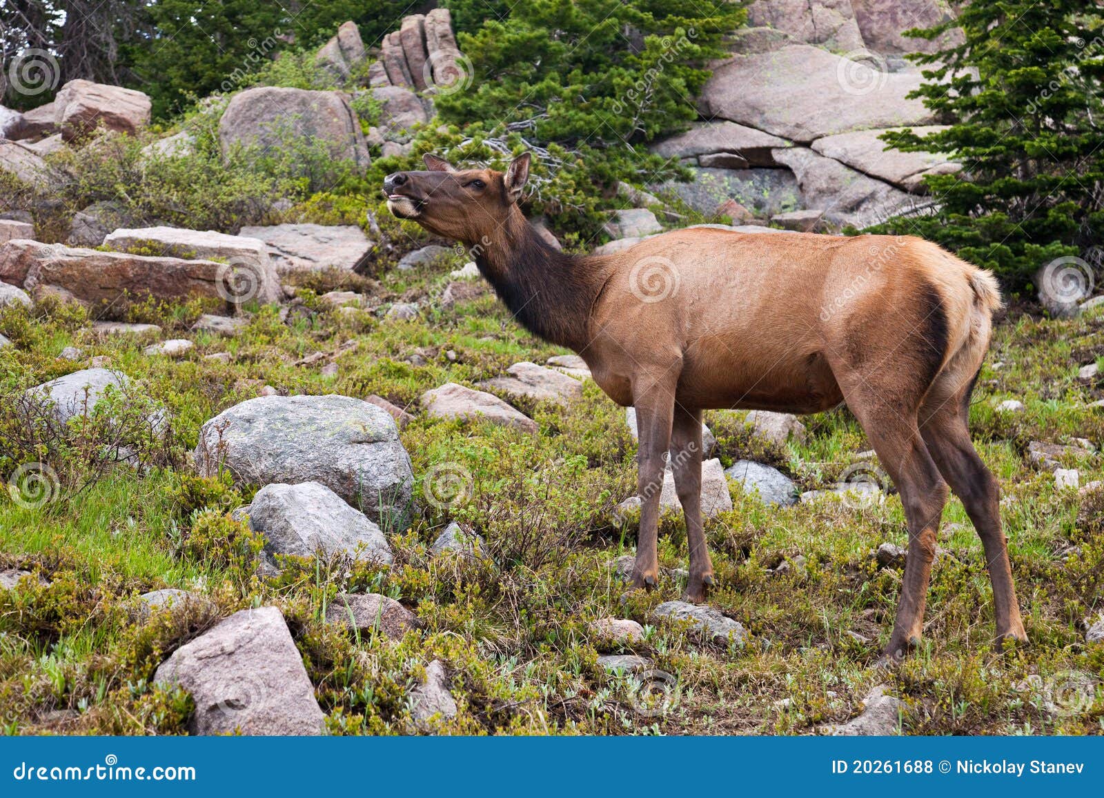 Large Female Elk stock photo. Image of rocky, nature - 20261688