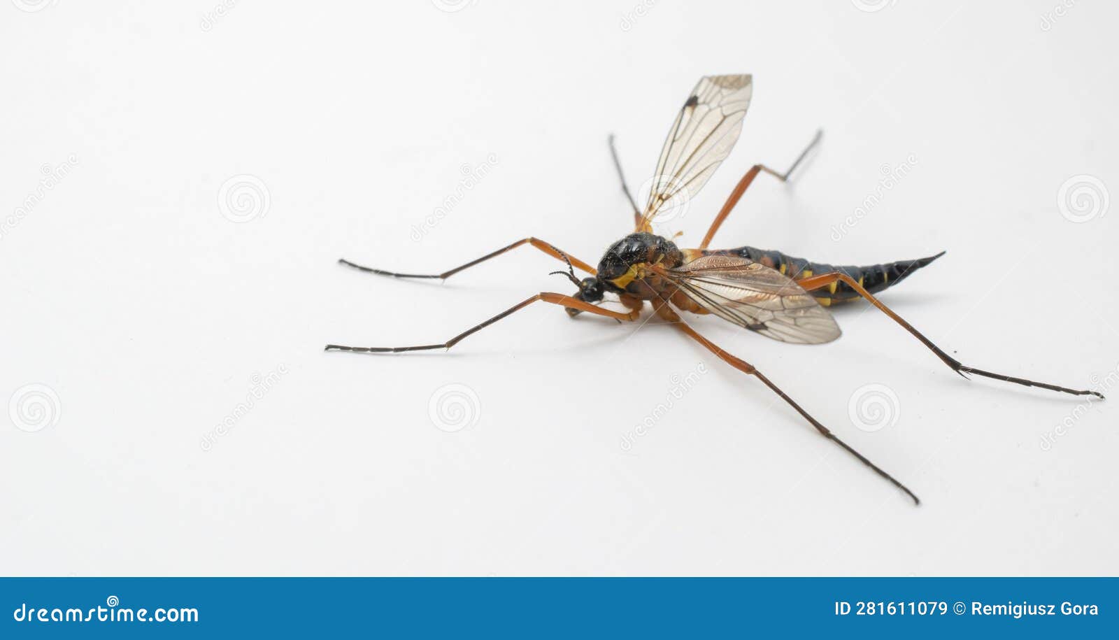 Large Female Fly on a White Background.tanyptera Atrata Stock Image ...