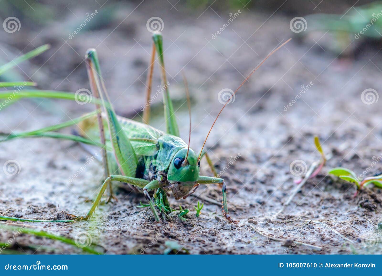 Large Female Gray Grasshopper Prepared for Jump Stock Photo - Image of ...