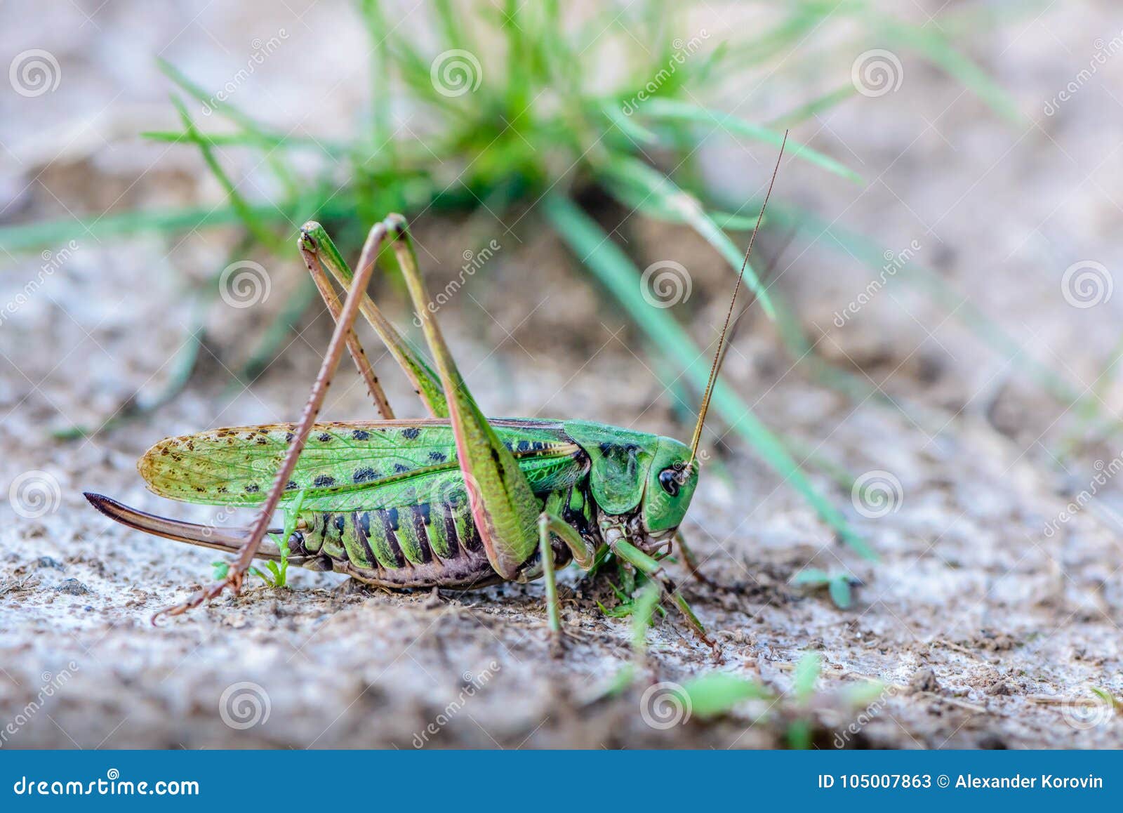 Large Female Gray Grasshopper Prepared for Jump Stock Image - Image of ...