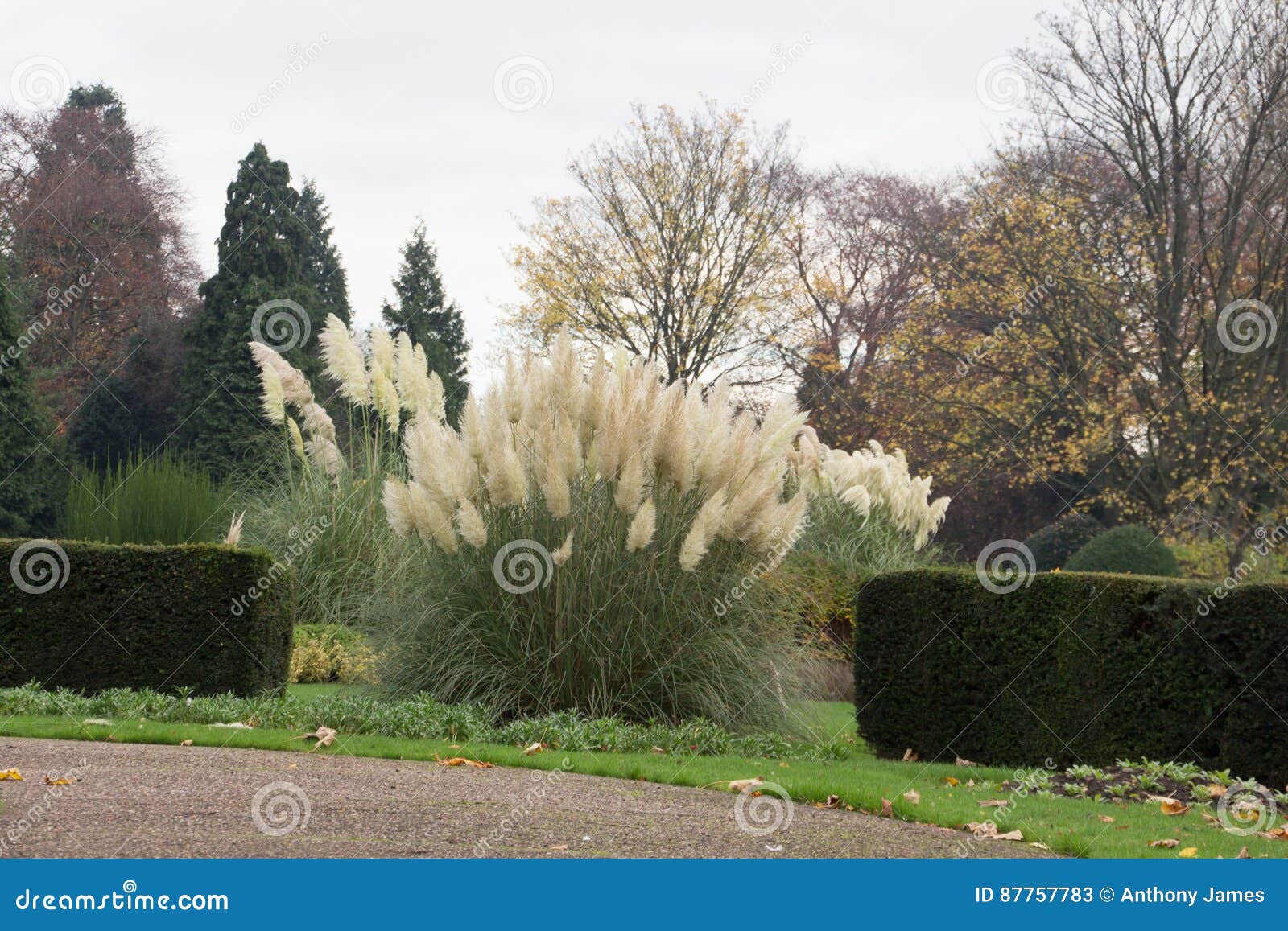 Large Fern Bush in a Park in Middle England. Stock Image - Image of ...