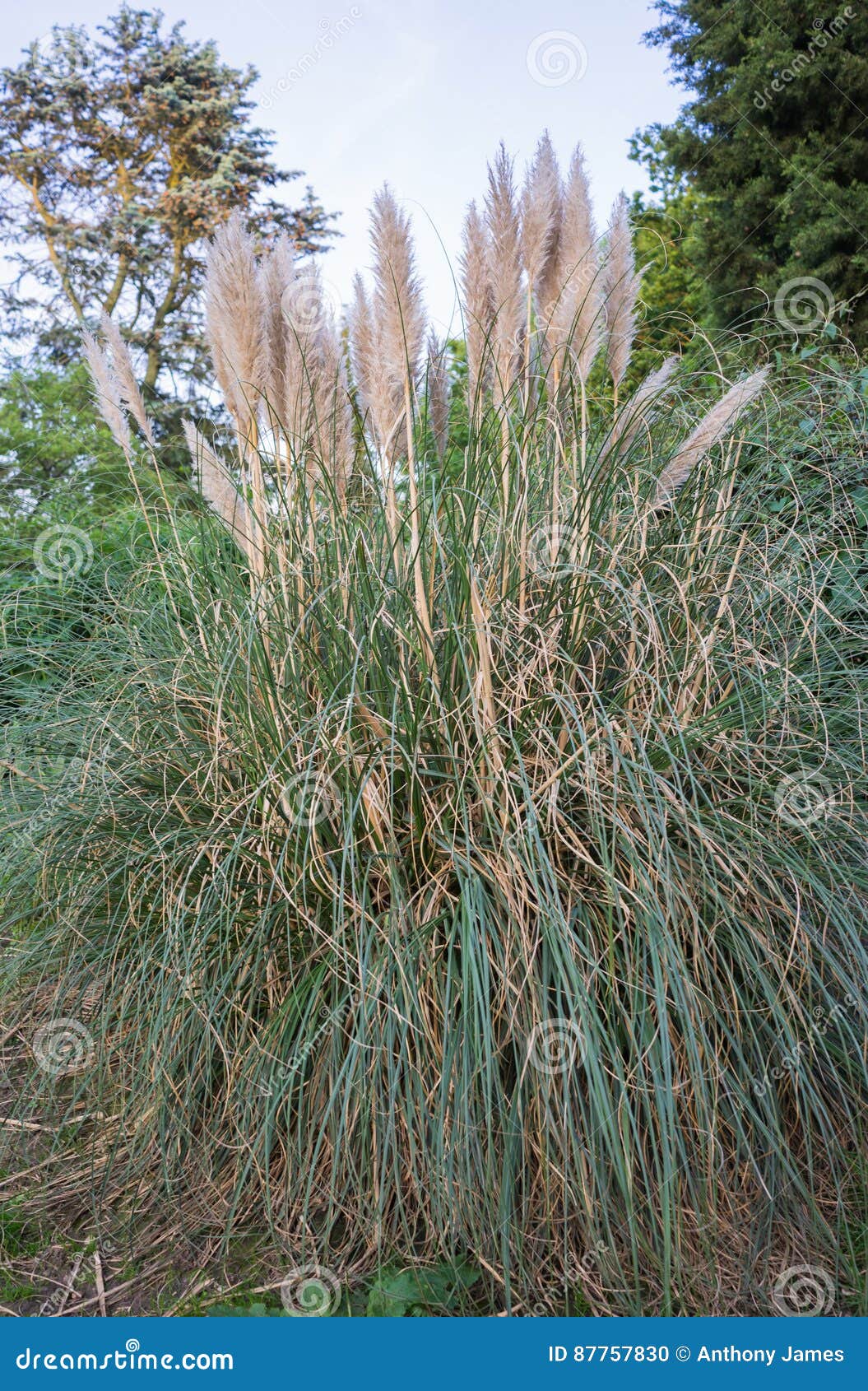 Large Fern Bush in a Park in Middle England. Stock Photo - Image of ...