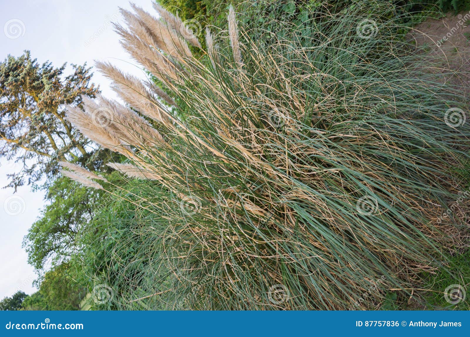 Large Fern Bush in a Park in Middle England. Stock Photo - Image of ...