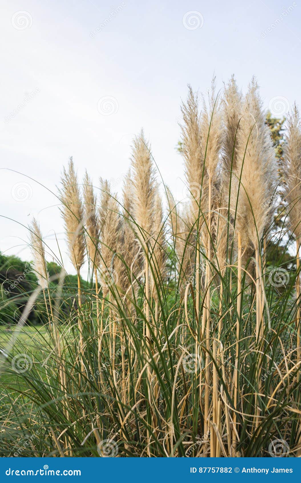 Large Fern Bush in a Park in Middle England. Stock Photo - Image of ...