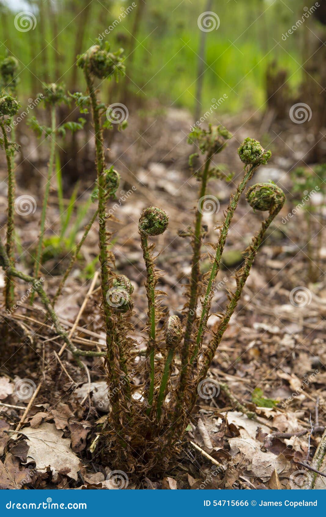 Large Fern Emerging in Spring Stock Photo - Image of fern, large: 54715666