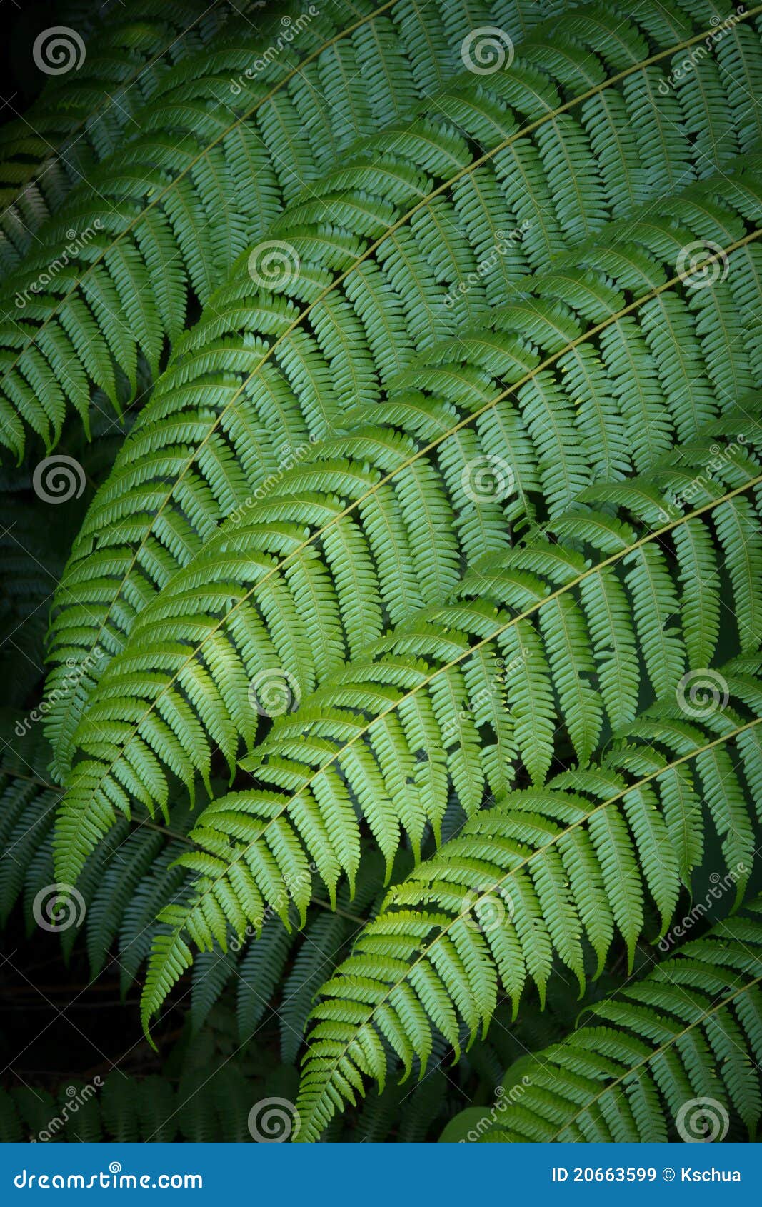 Large fern leaf stock image. Image of green, natural - 20663599