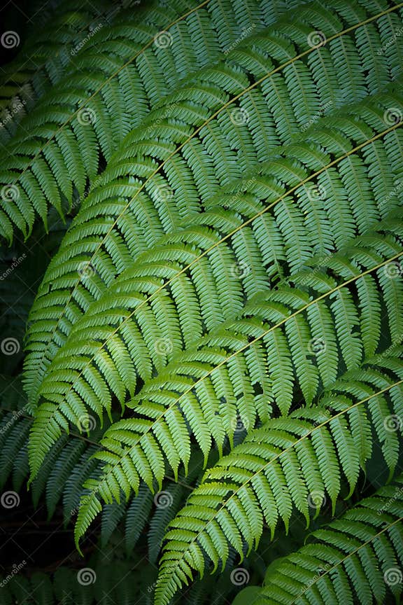 Large fern leaf stock image. Image of green, natural - 20663599