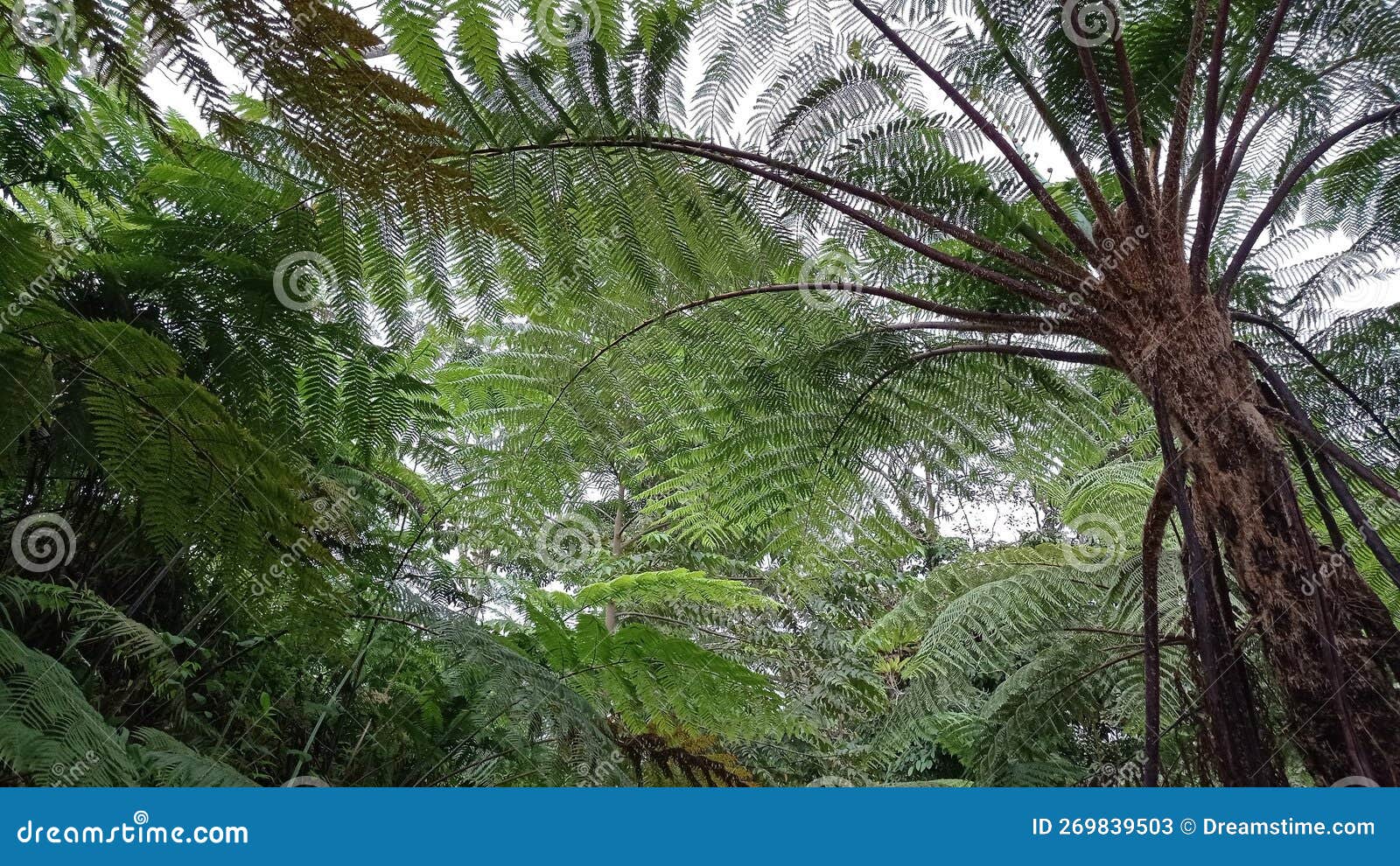 A Large Fern Tree Seen from Below Stock Image - Image of spruce, large ...