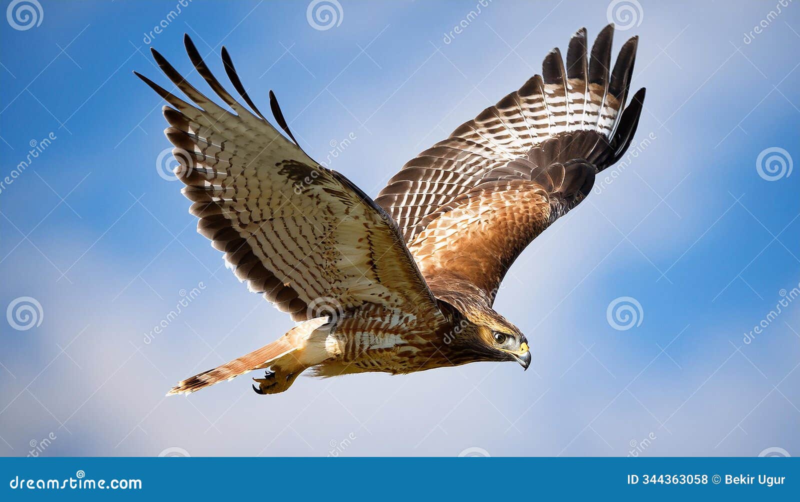 Large Ferruginous Hawk in Flight with Blue Sky Background Stock ...