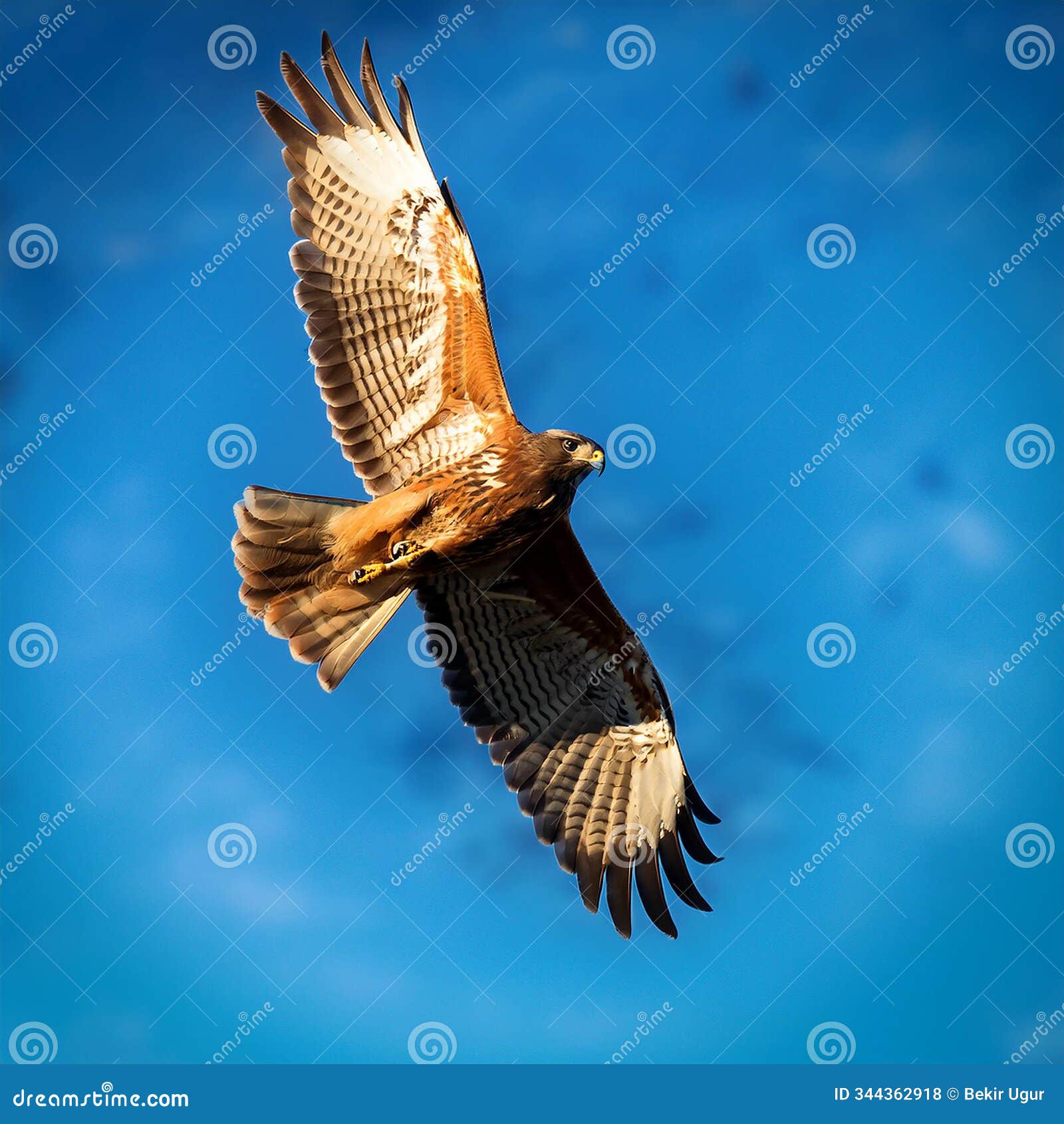 Large Ferruginous Hawk in Flight with Blue Sky Background Stock ...