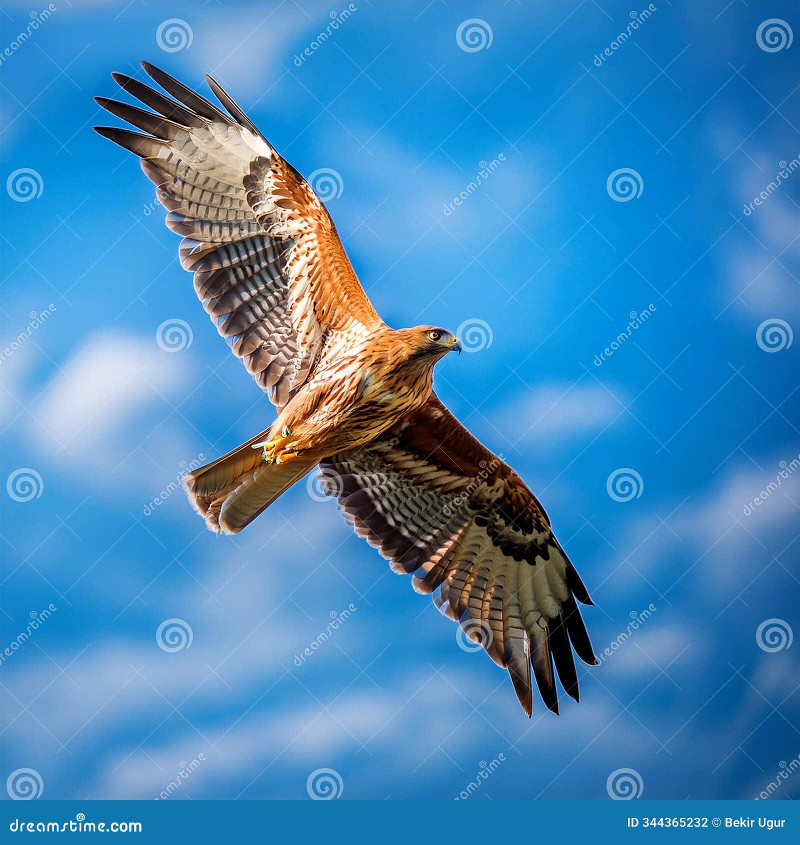 Large Ferruginous Hawk in Flight with Blue Sky Background Stock ...
