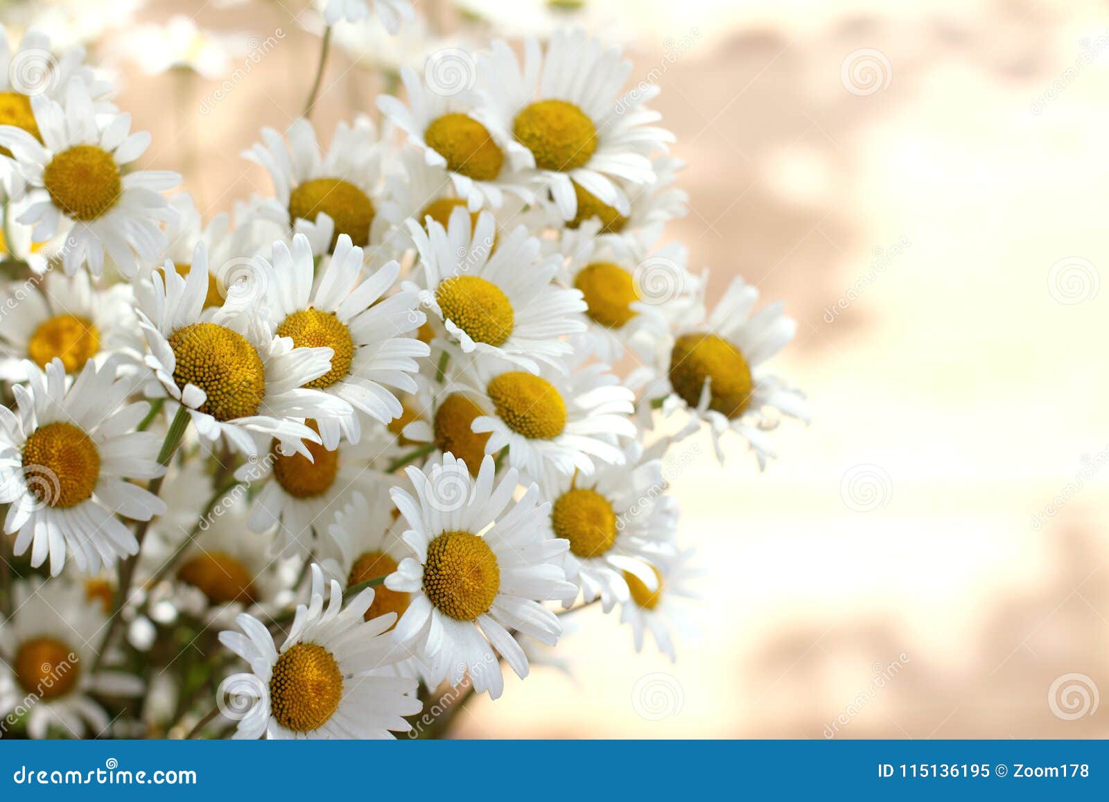 Summer congratulations stock image. Image of sunny, wallpaper - 115136195