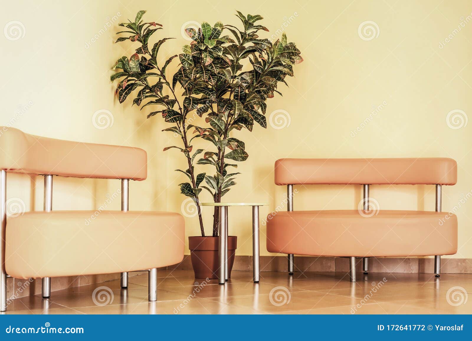 Large Ficus Tree in Pot on Floor Stock Photo - Image of couch, living ...