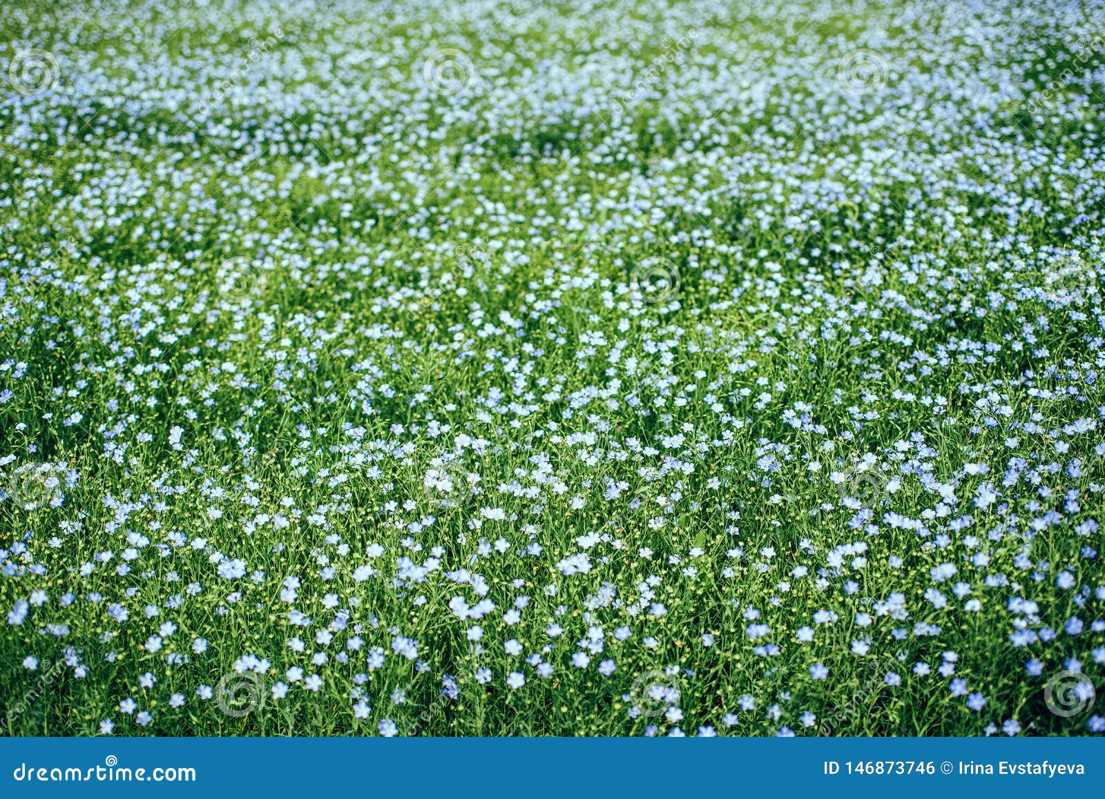 A Large Field of Blooming Flax. the Concept of Natural Agriculture ...
