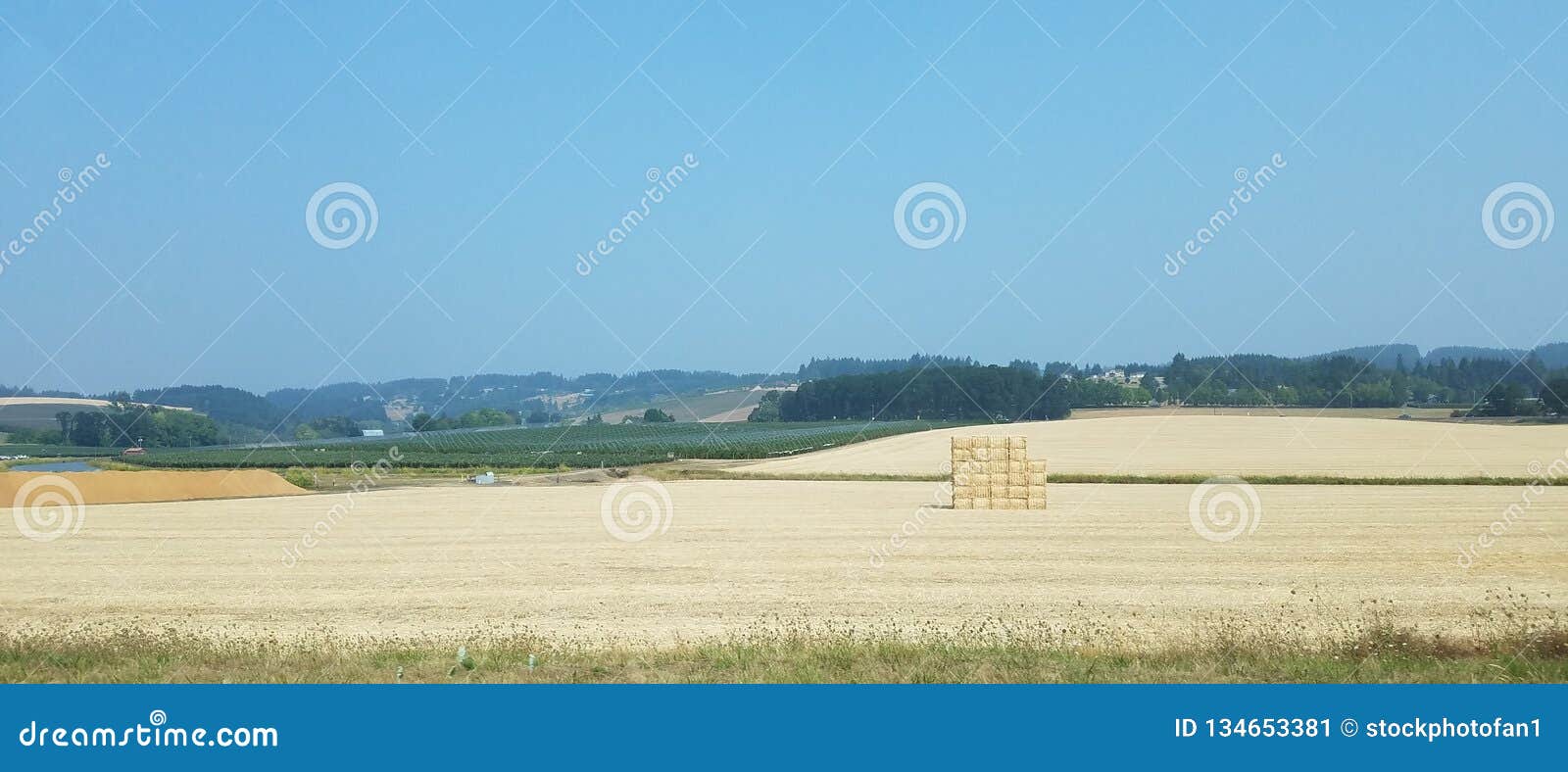 Large Field of Brown Hay or Grass and a Stack of Hay Bales Stock Image ...
