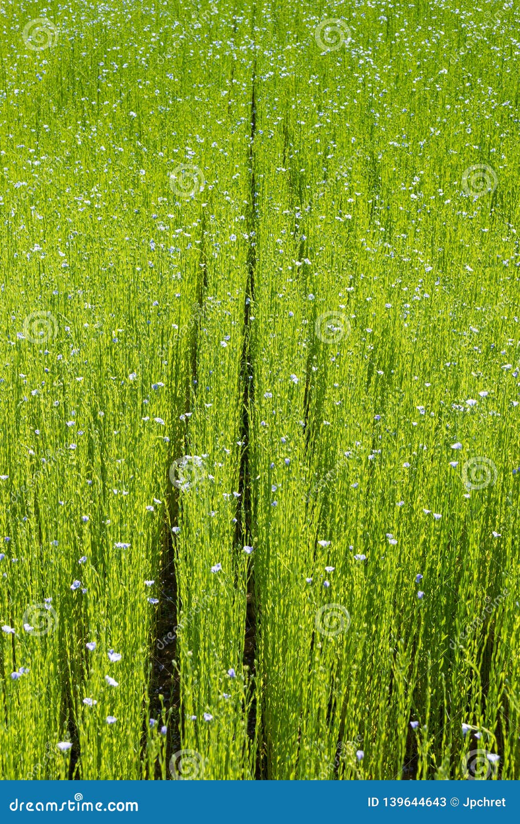 Field of Flax in Bloom in Spring Stock Image - Image of cereal, farm ...