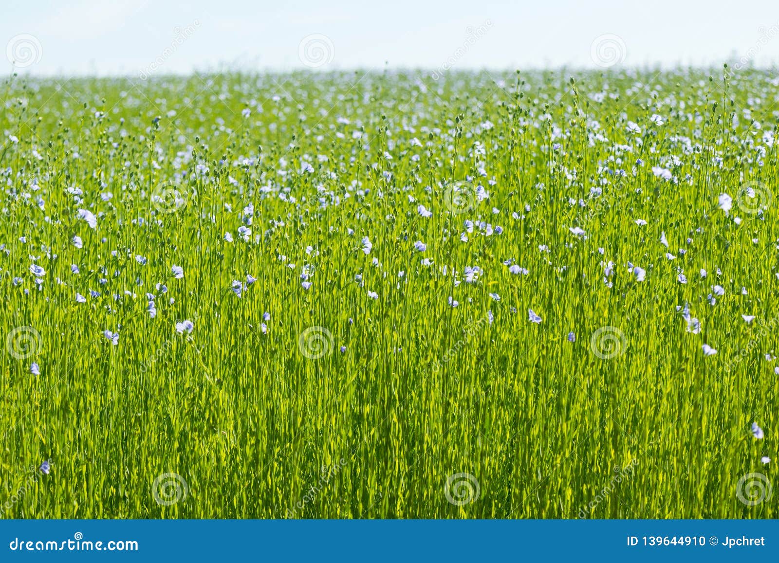 Field of Flax in Bloom in Spring Stock Photo - Image of farm, lawn ...