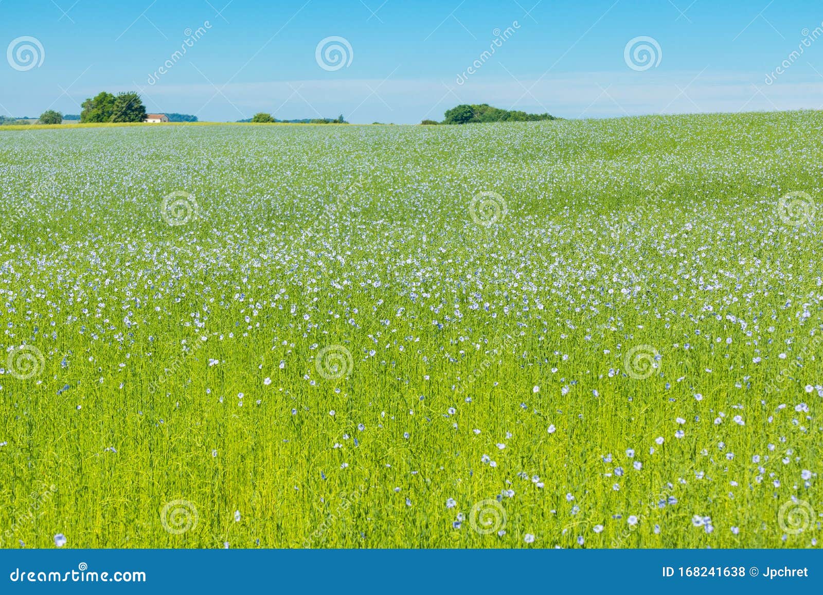 Large Field of Flax in Bloom in Spring Stock Photo - Image of flowers ...