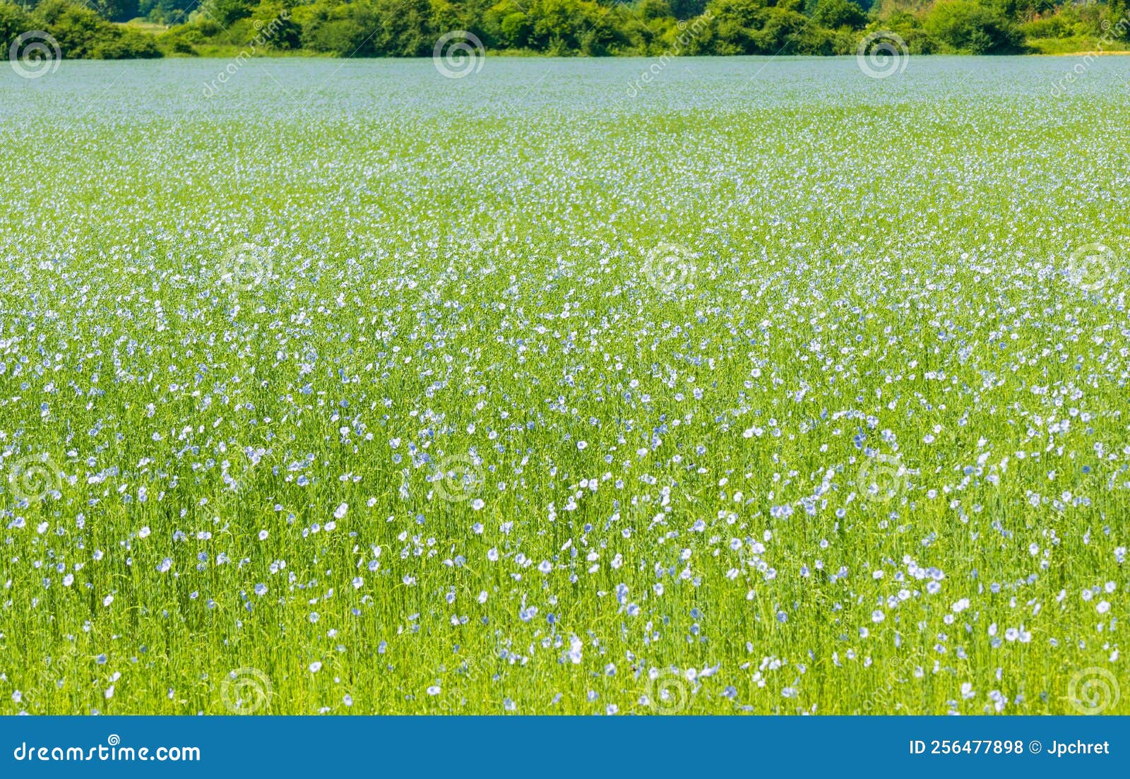 Large Field of Flax in Bloom in Spring Stock Photo - Image of ...