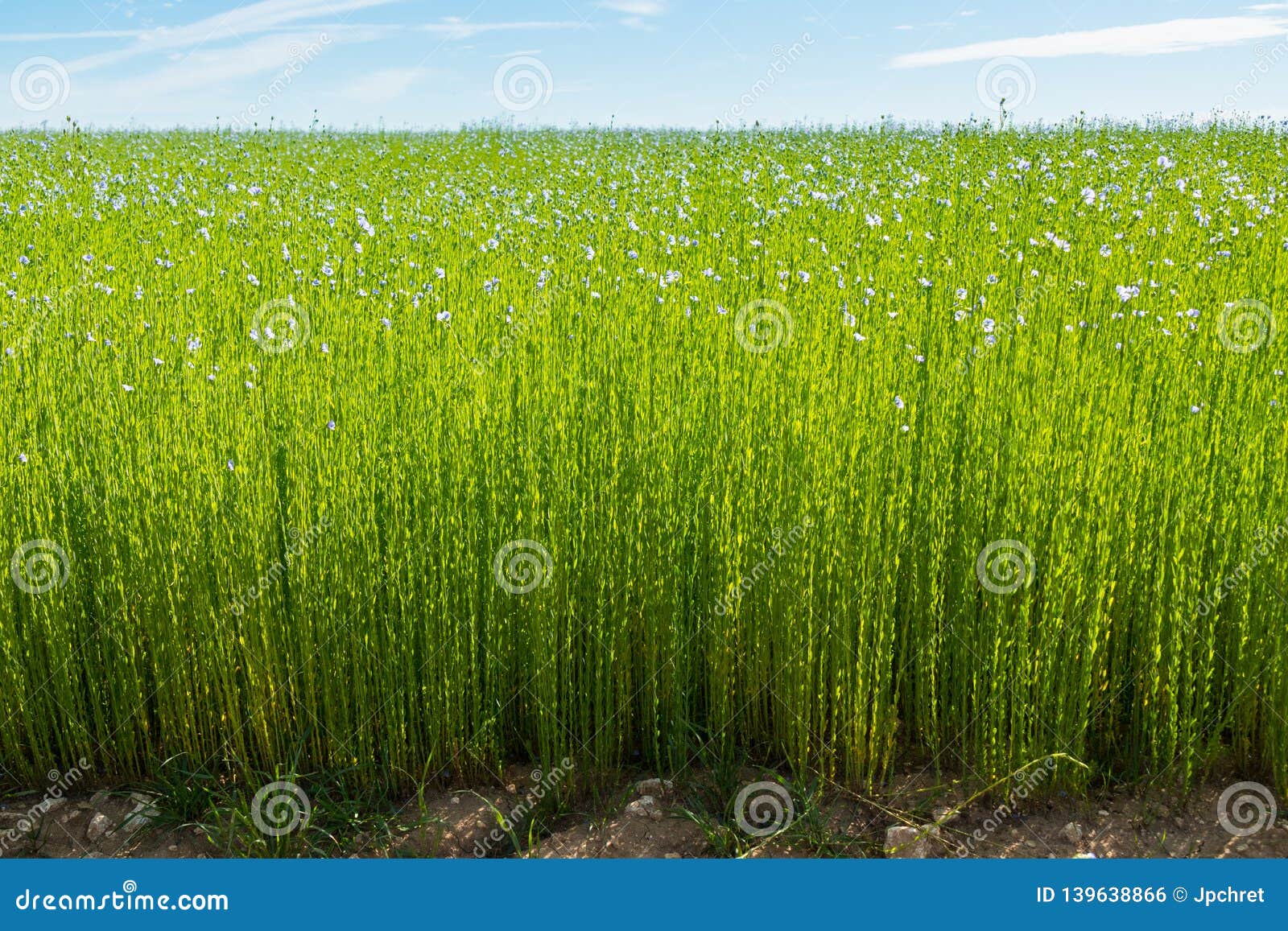 245 Linen Fields Stock Photos - Free & Royalty-Free Stock Photos from ...