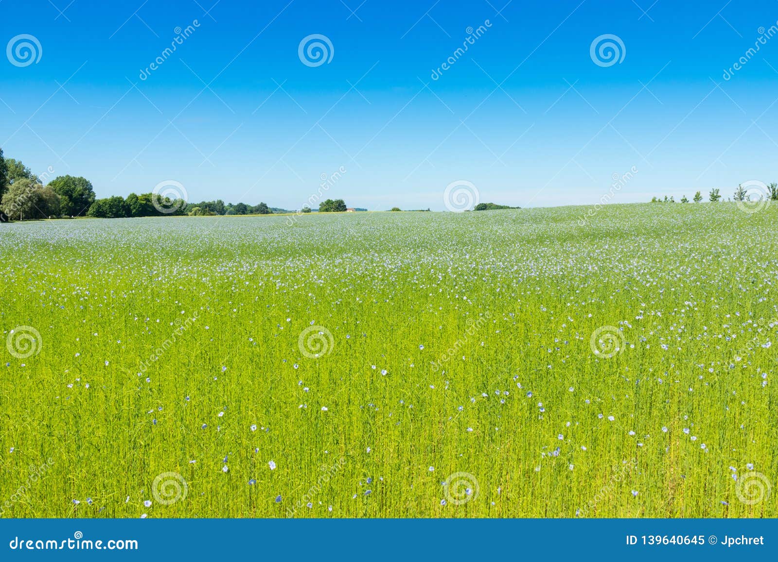 Large Field of Flax in Bloom in Spring Stock Image - Image of country ...